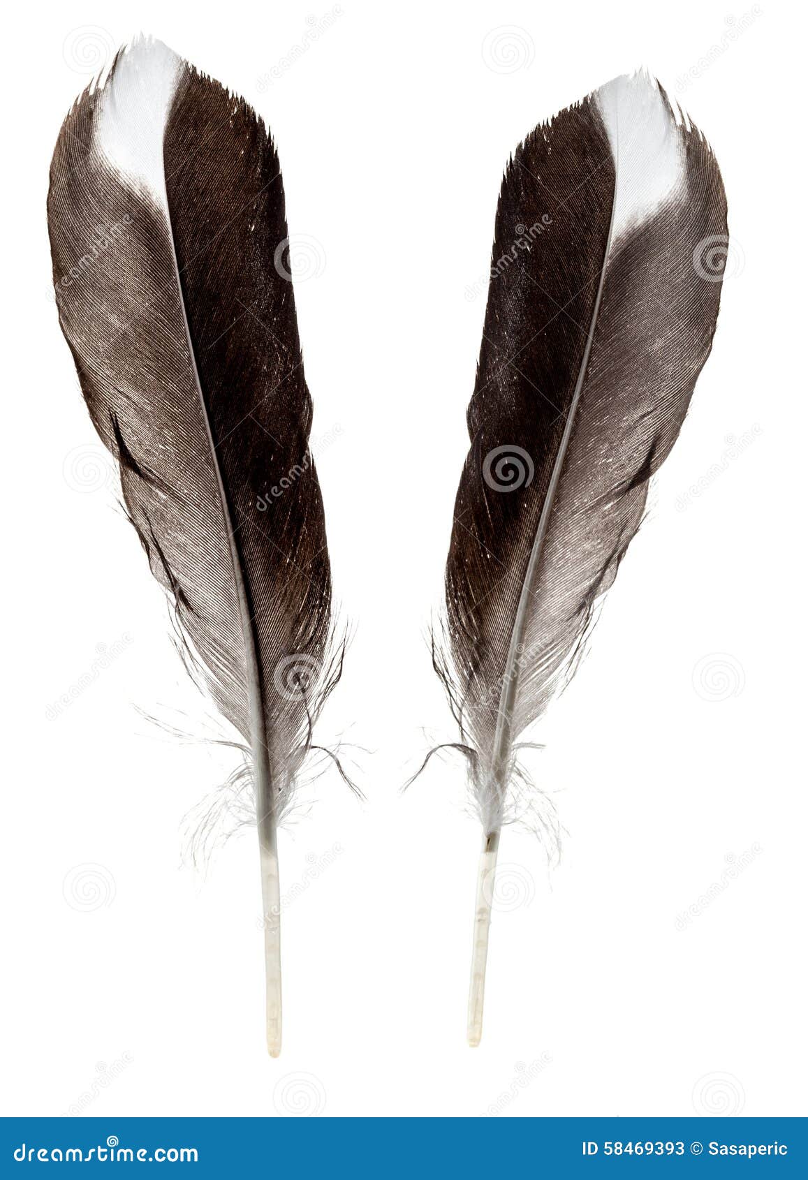 Wild bird feather isolated stock image. Image of background - 58469393