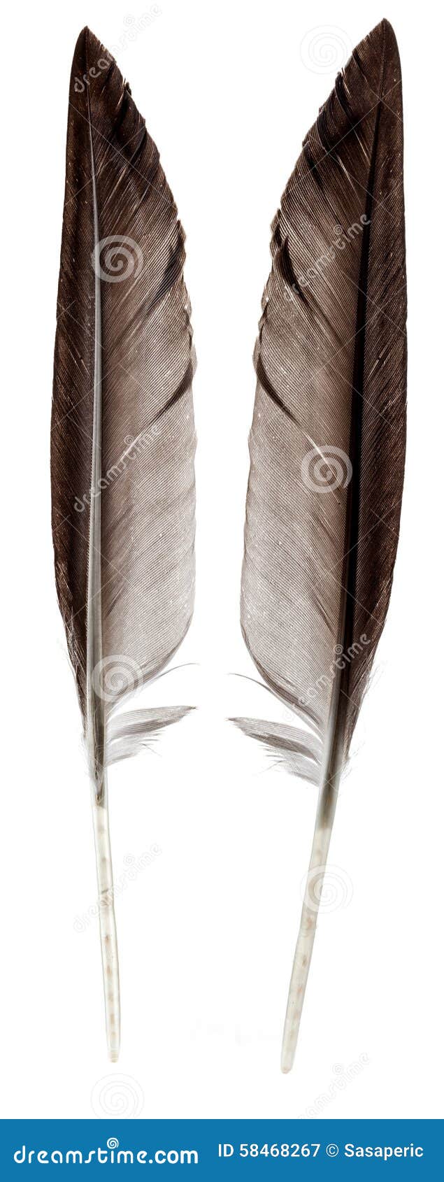 Wild Bird Feather Isolated on White - Both Sides Stock Image - Image of ...