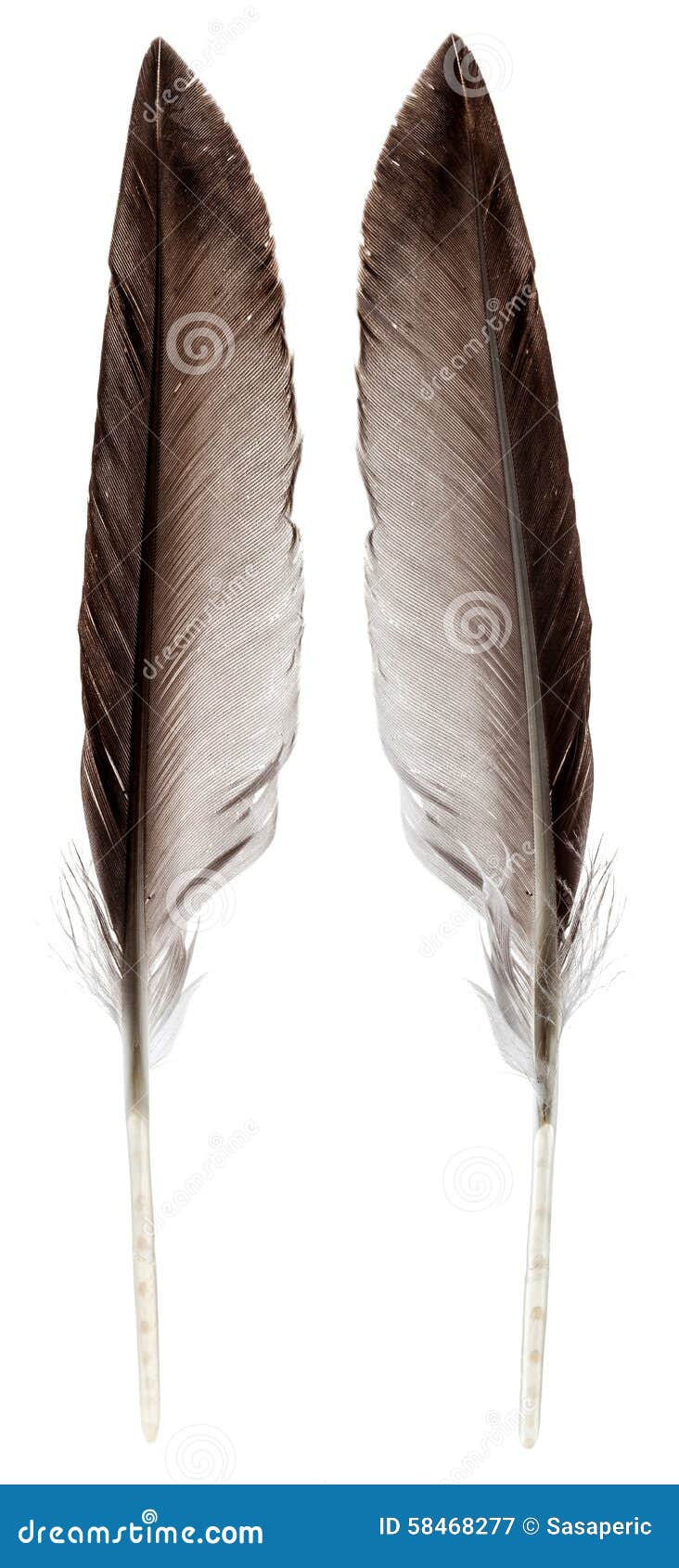 Wild Bird Feather Isolated on White - Both Sides Stock Image - Image of ...