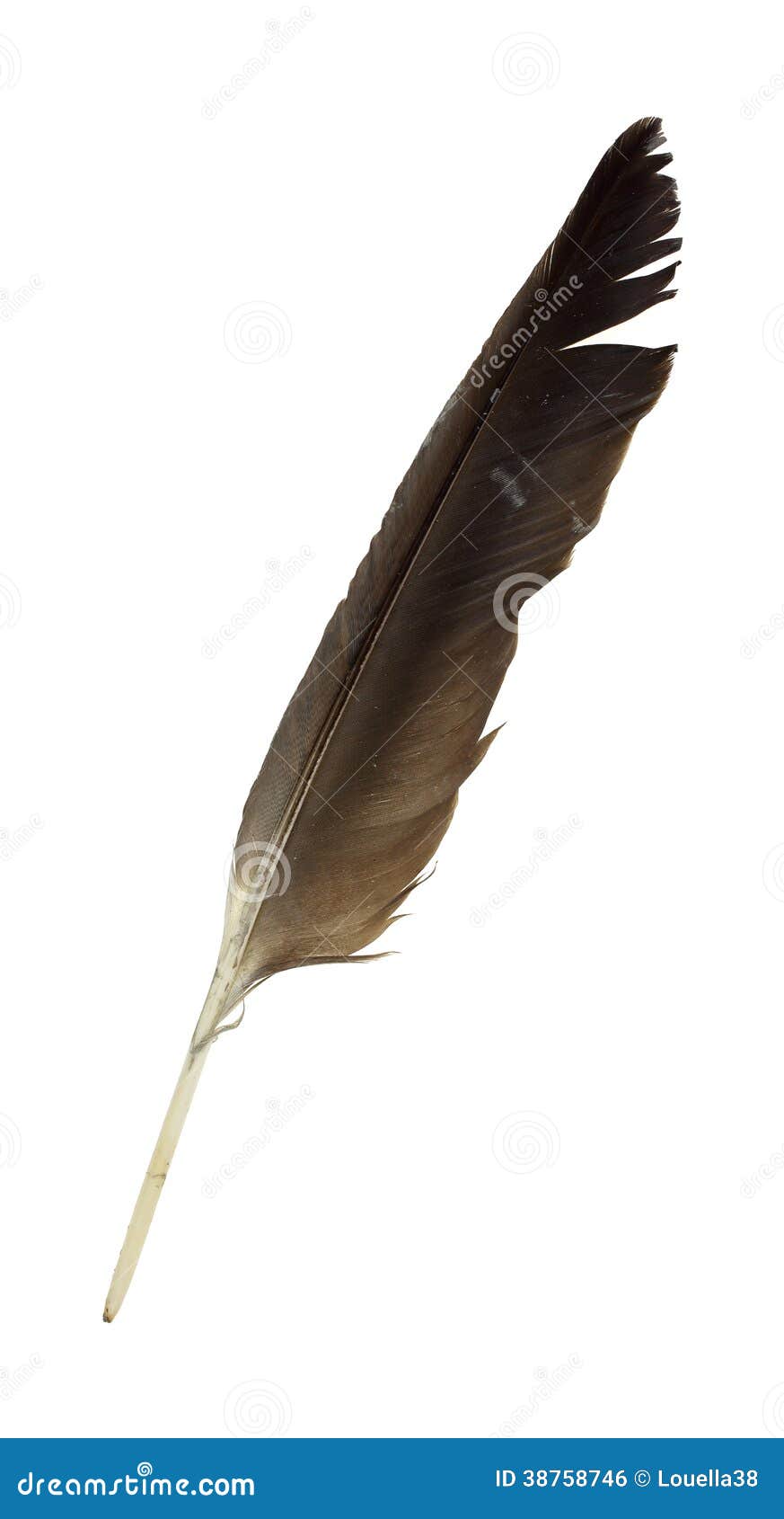 Wild Bird Feather Underside Stock Photo - Image of soft, dividing: 38758746