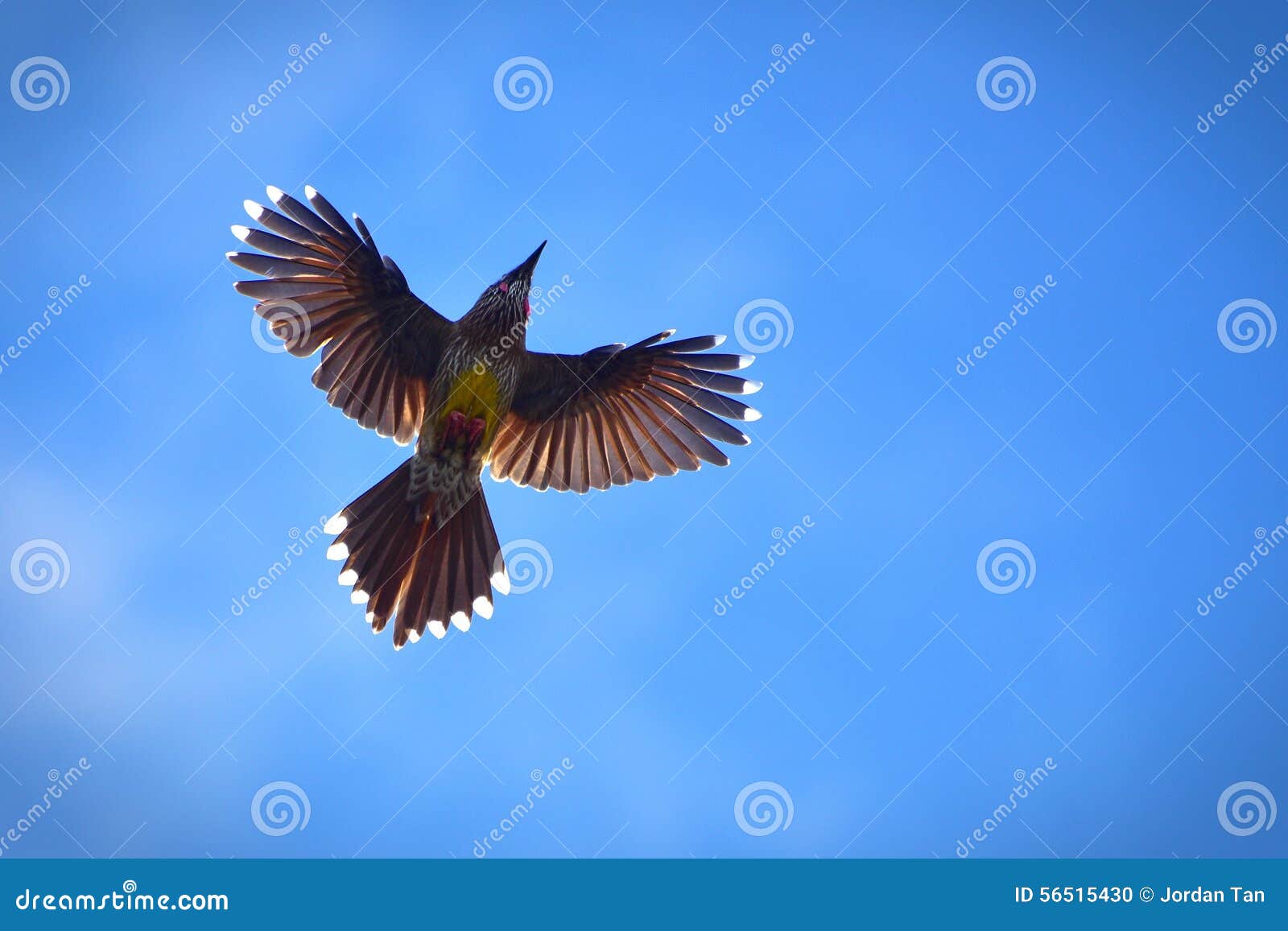 Wild bird flying stock photo. Image of animal, wing, park - 56515430