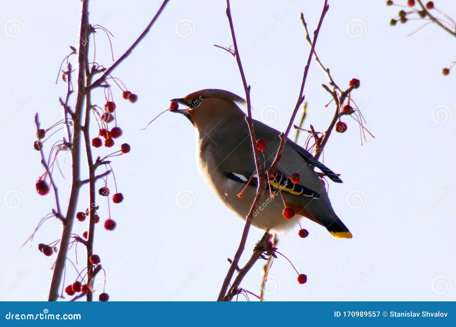A Wild Bird in the Forest Sat on a Tree Stock Image - Image of bush ...