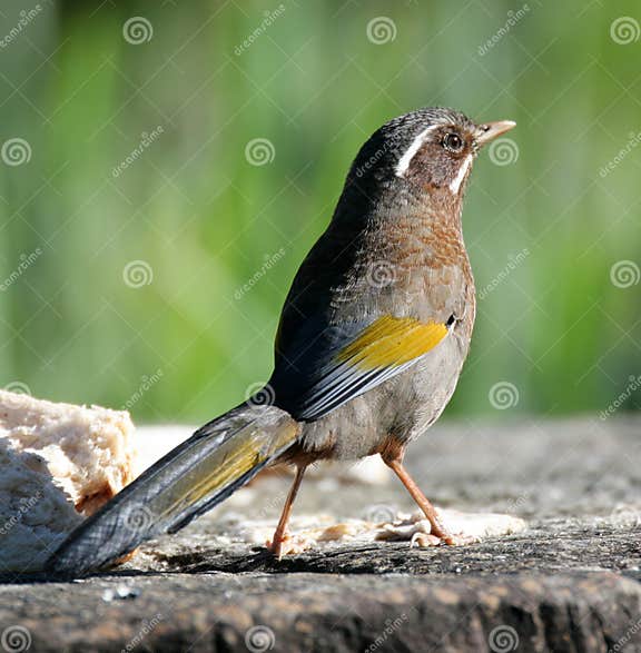 Wild bird on ground stock photo. Image of nature, avian - 9471722