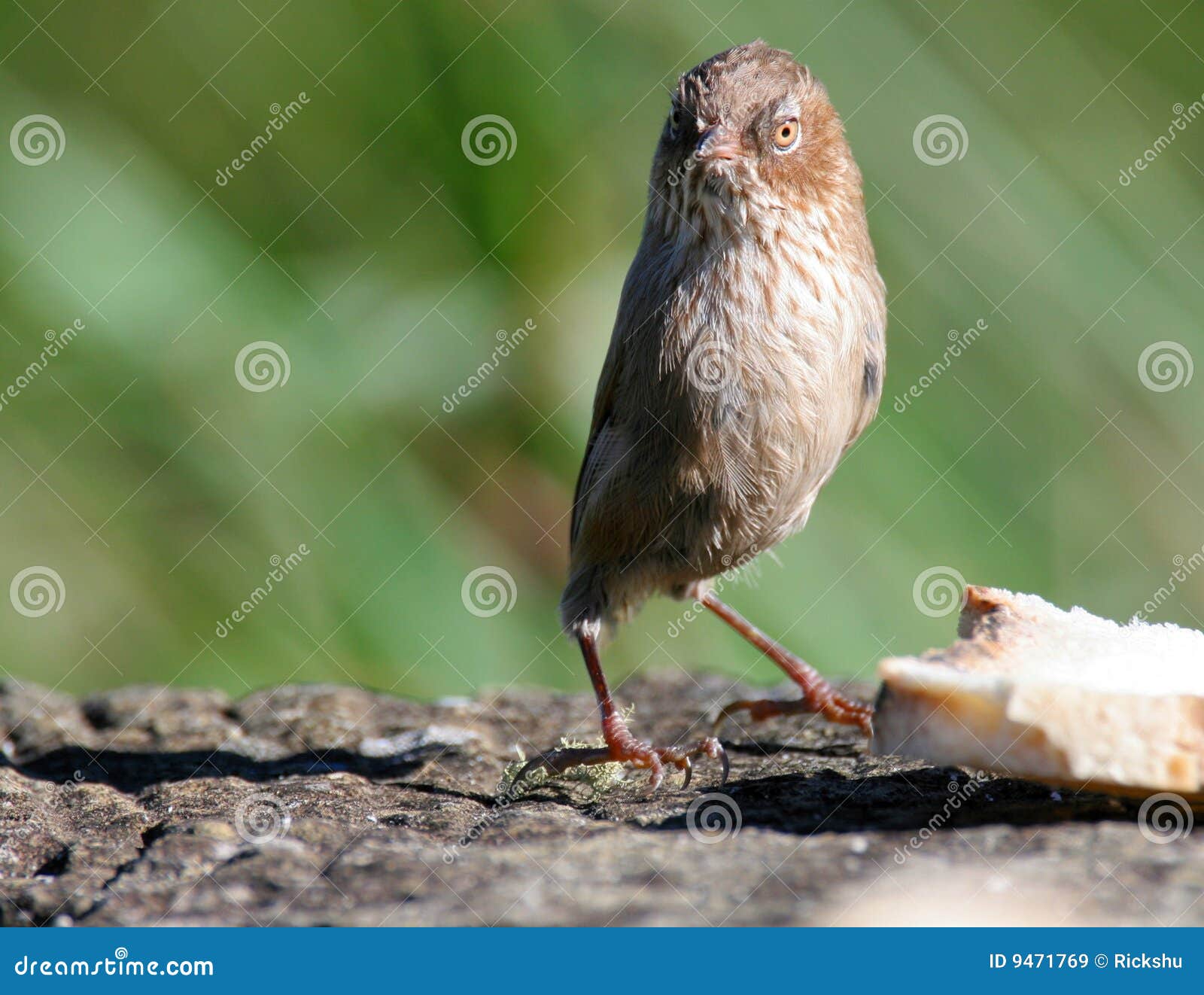 Wild bird on ground stock image. Image of brown, garden - 9471769