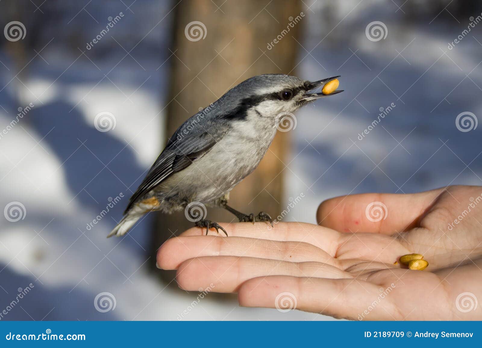 The wild bird on hand stock image. Image of hand, wild - 2189709