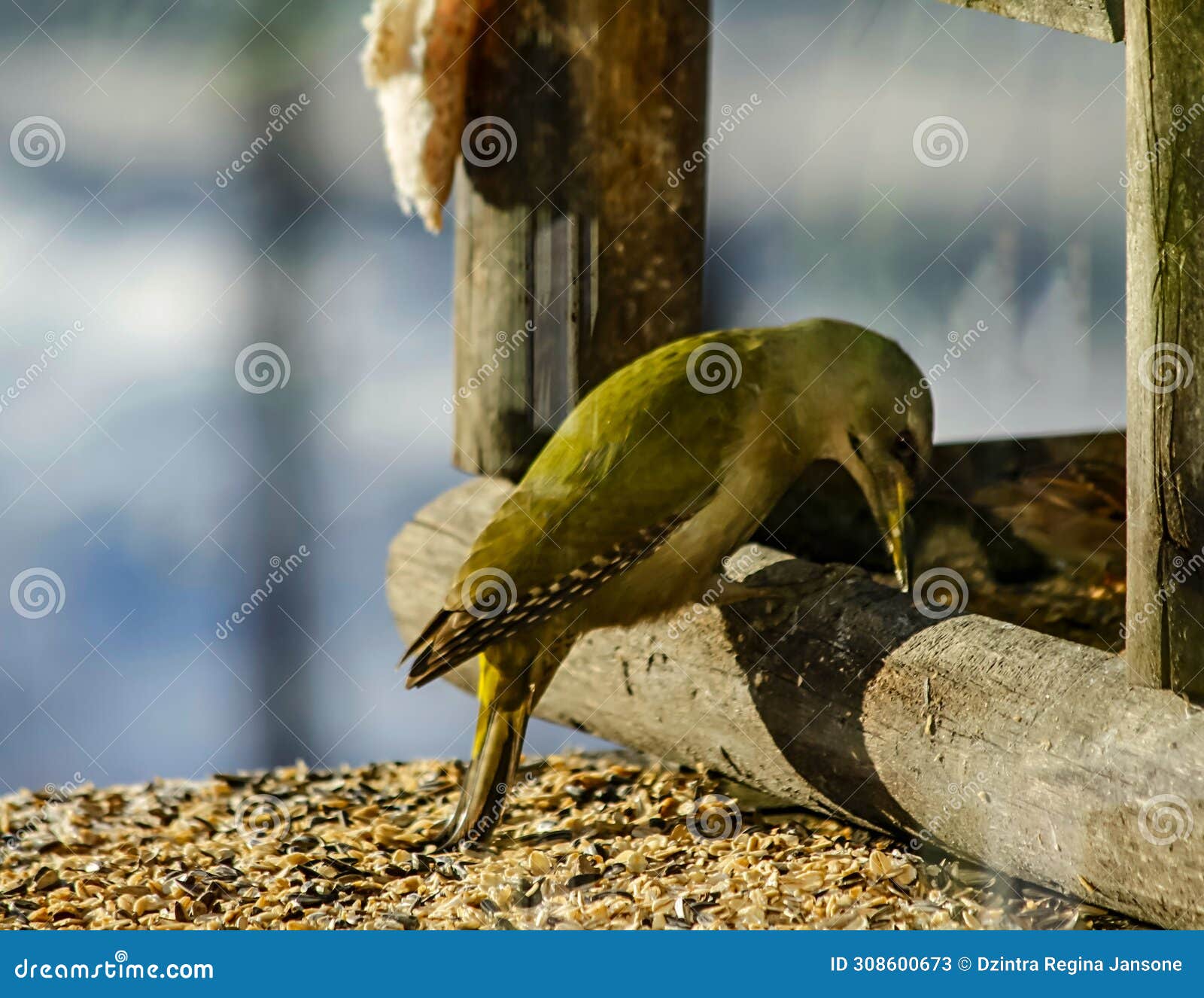 - a Wild Bird at Home in a Bird Feeder. Stock Image - Image of snow ...