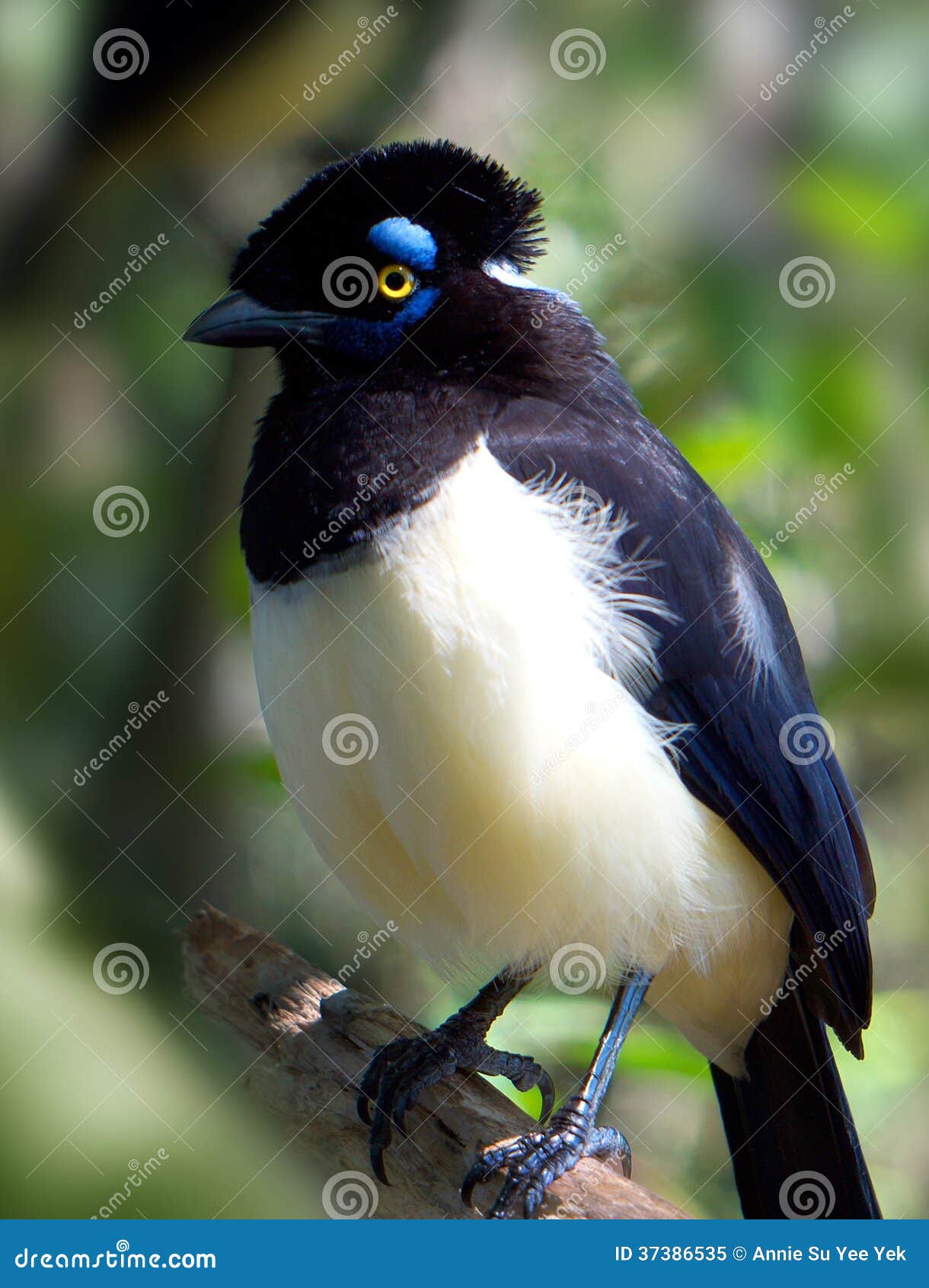 Wild Bird Of Intense Color Considered One Of The Most Beautiful ...