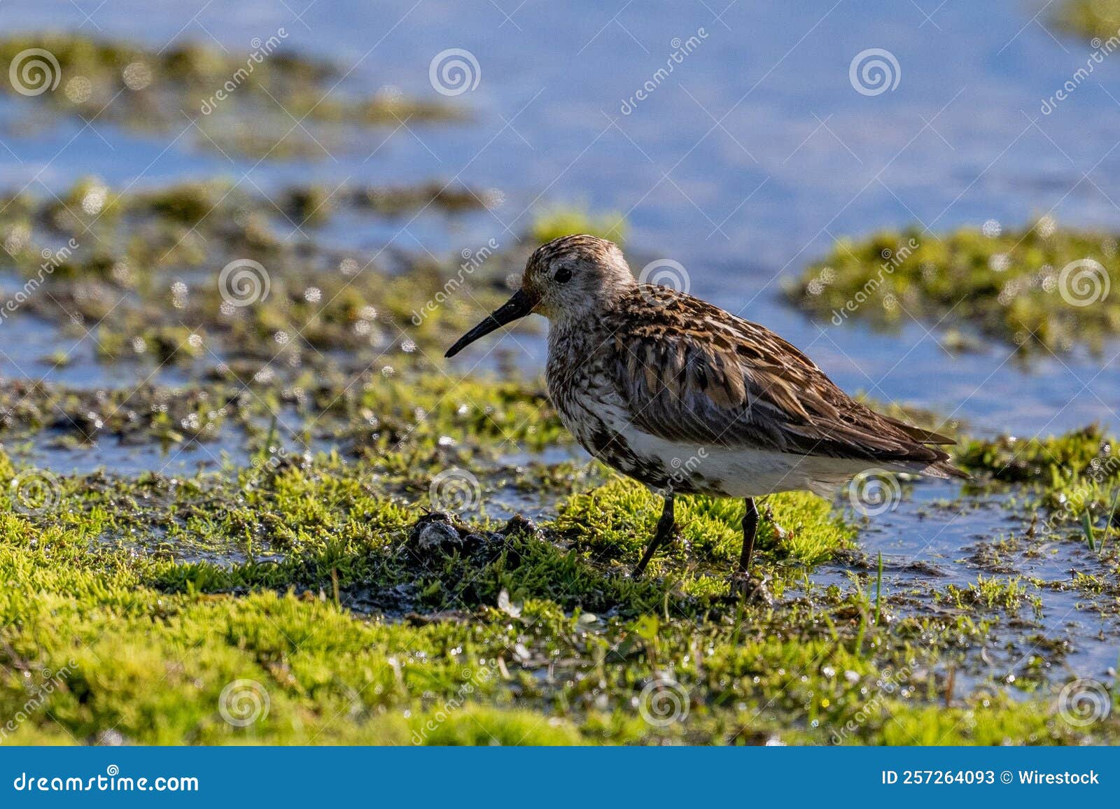 Wild Bird on the Mossy Coast in Svalbard, Norway Stock Image - Image of ...