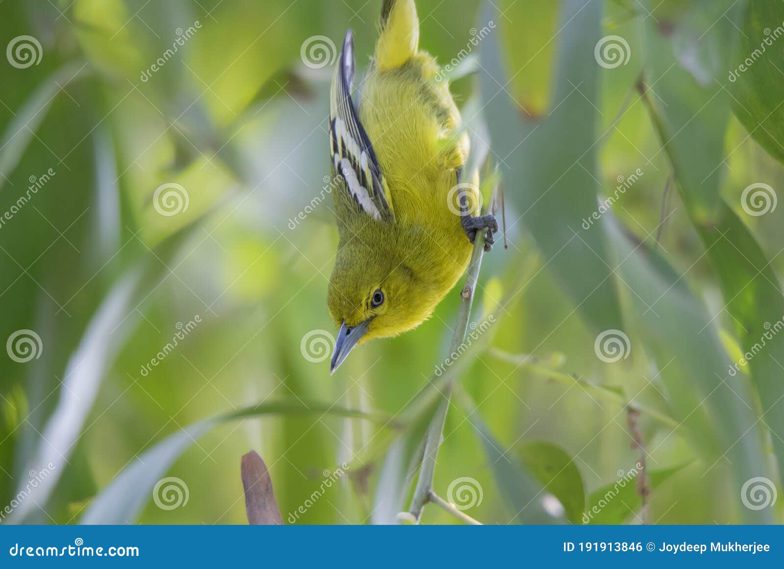 A Wild Bird Moving for Searching Food at Daylight . Stock Photo - Image ...