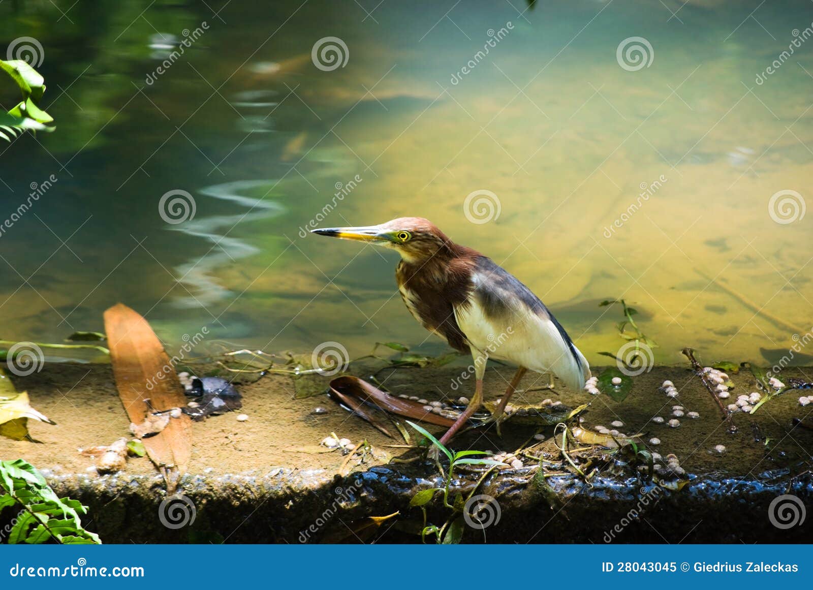 Wild Bird in a Natural Environment Stock Image - Image of wild, bill ...