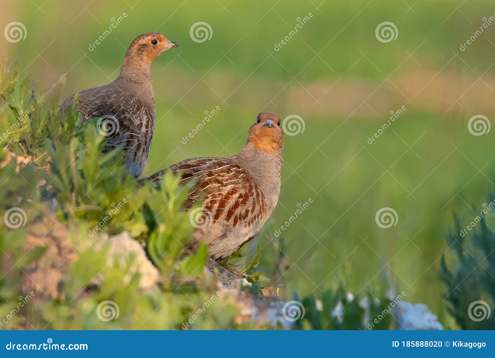 Partridge In Nature. Wild Red Legged Partridge In Natural Habitat. Game ...