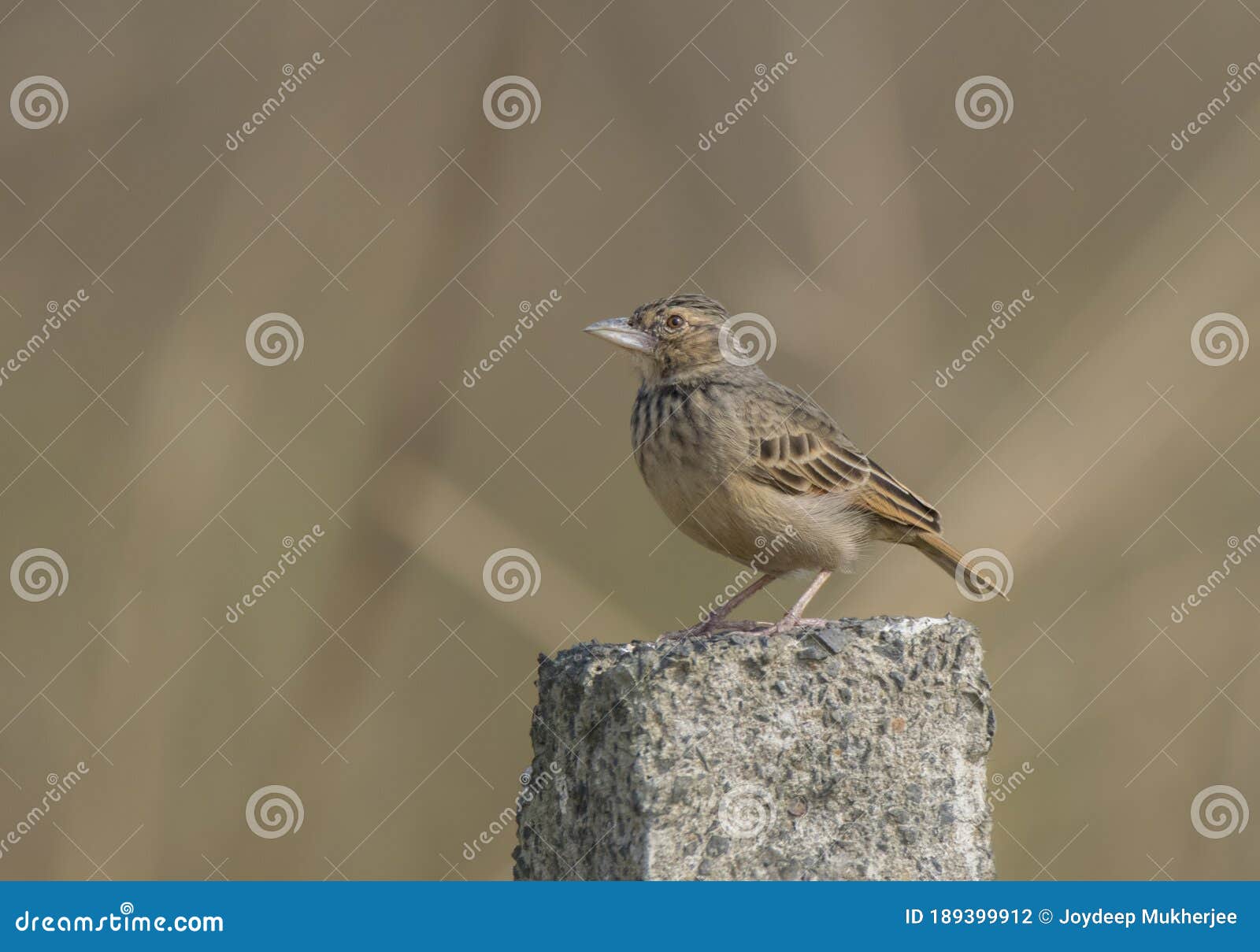 A Wild Bird on the Pillar at Morning Light from Nature . Stock Photo ...