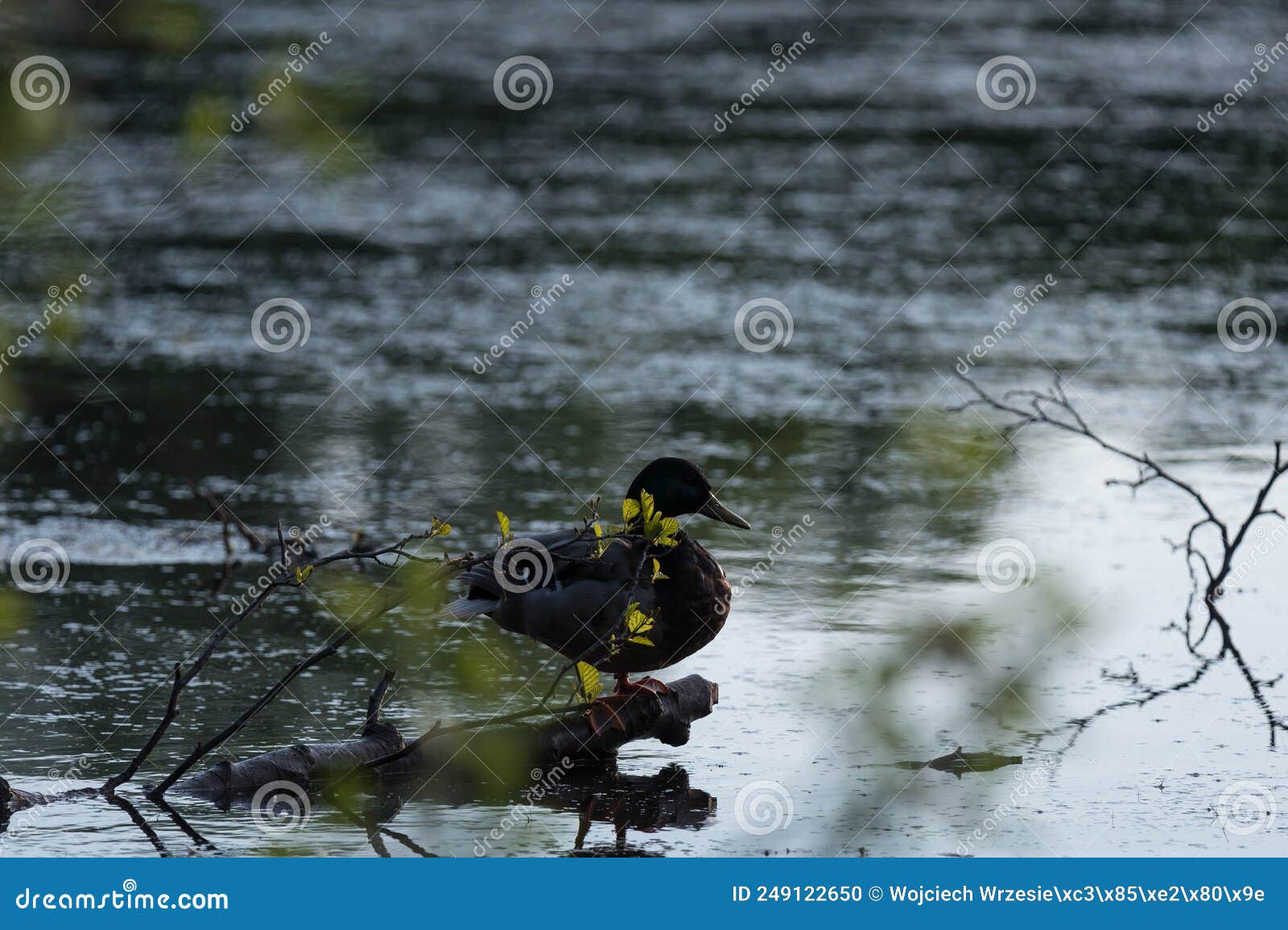 DUCK stock photo. Image of knowledge, nature, outdoor - 249122650