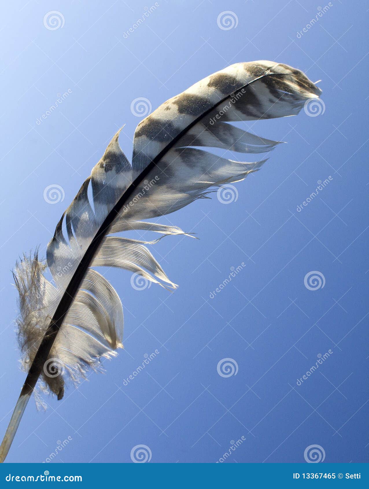 Wild bird s feather stock image. Image of sunny, colorful - 13367465