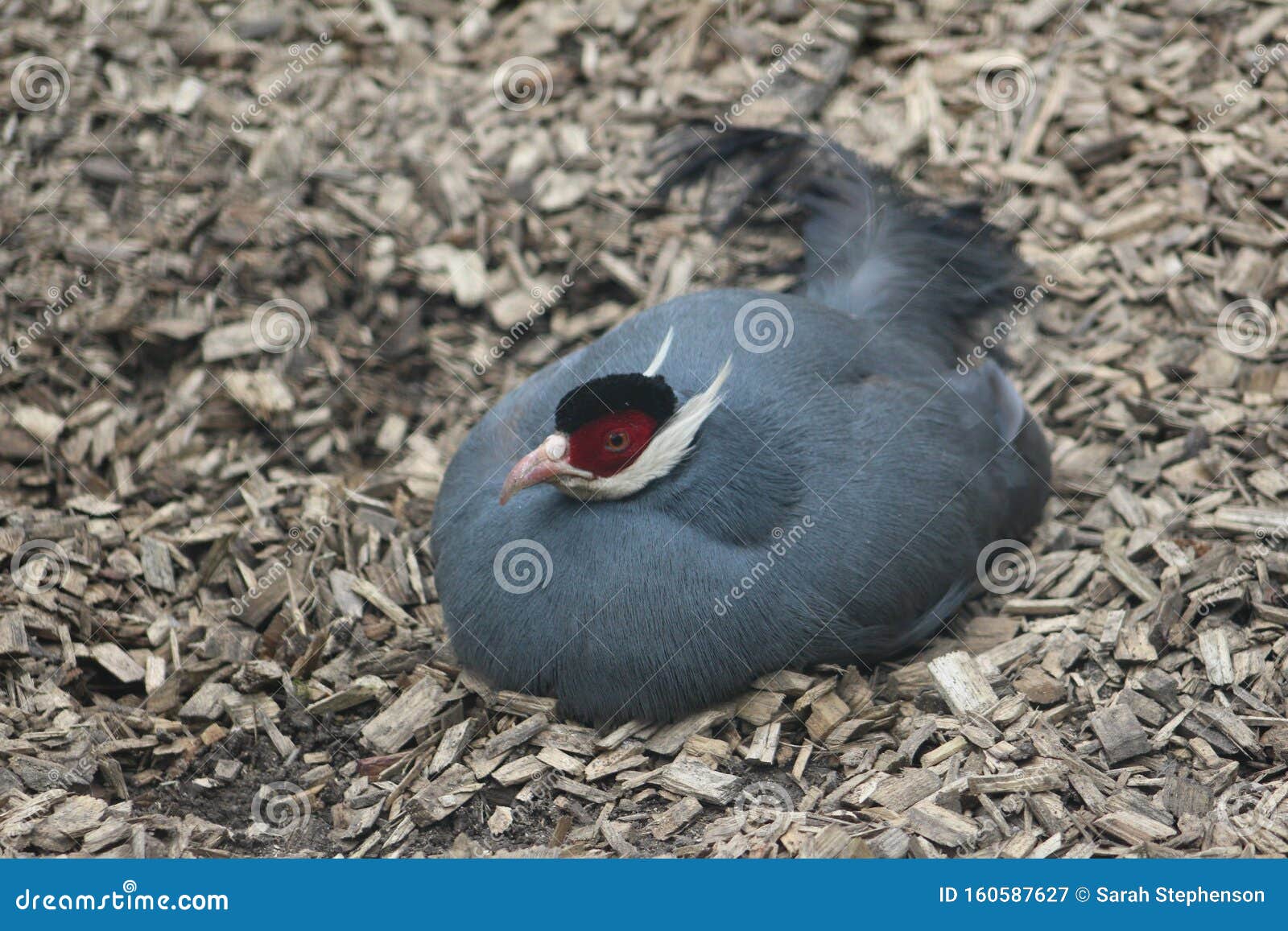 Wild Bird Sat on the Ground Stock Image - Image of long, britain: 160587627
