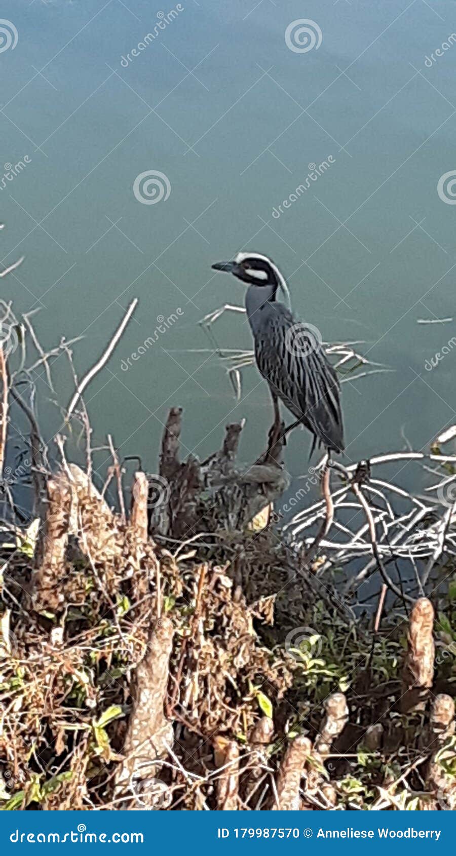 Wild bird sunbathing stock photo. Image of birdwatching - 179987570