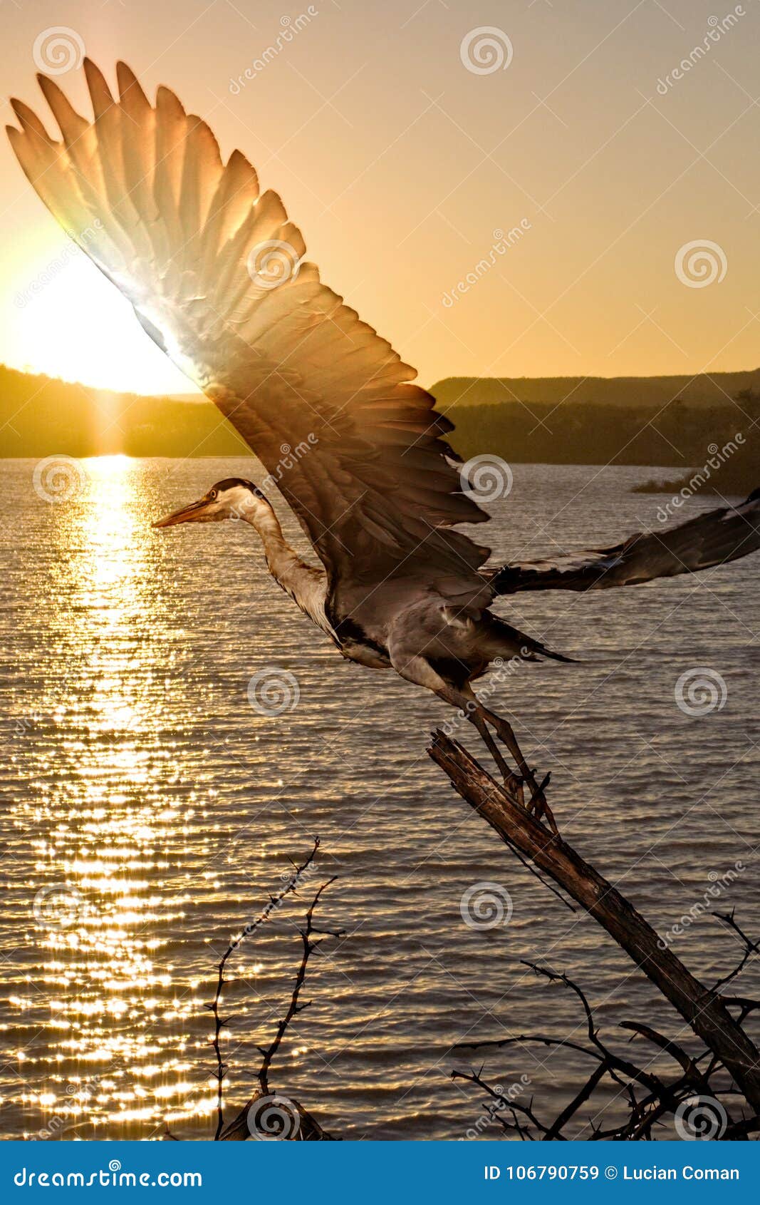 Wild Bird at Sunset on Lake Stock Image - Image of wing, taking: 106790759
