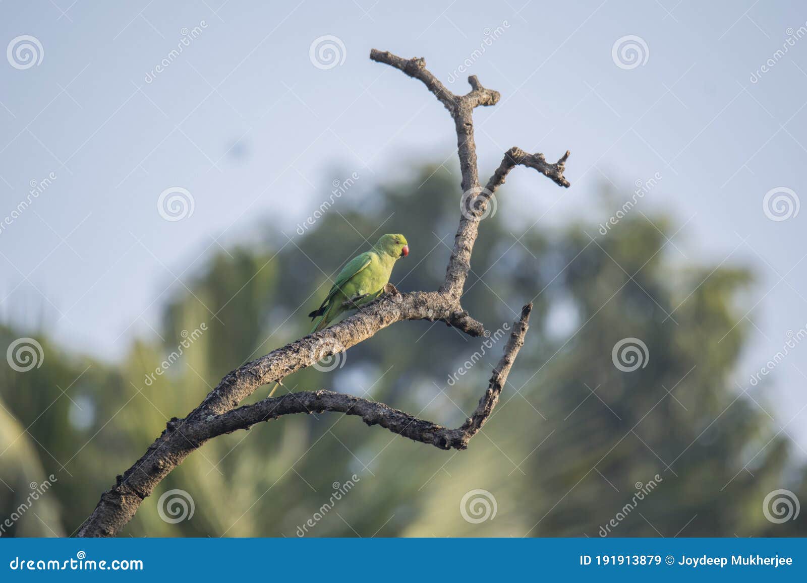 A Wild Bird on Open Perch at Morning Light . Stock Image - Image of ...