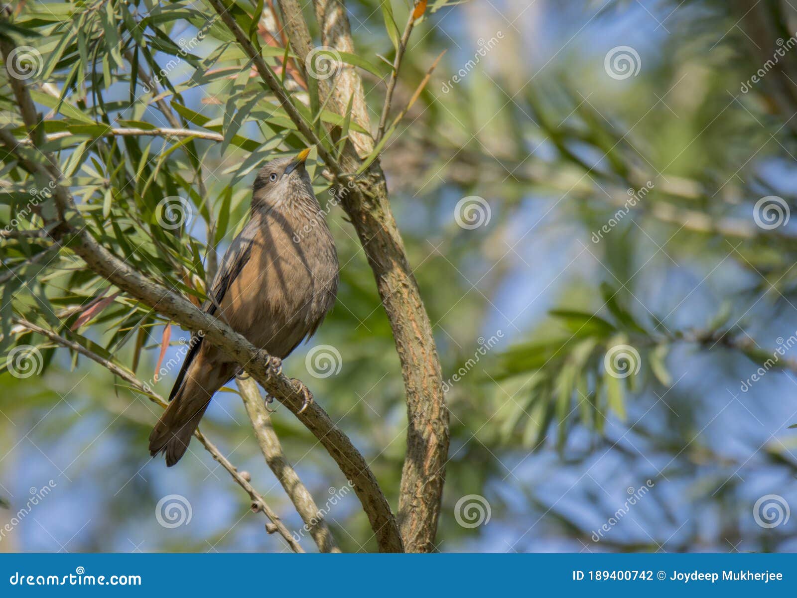 A Wild Bird on Tree Branch at His Own Habit . Stock Photo - Image of ...