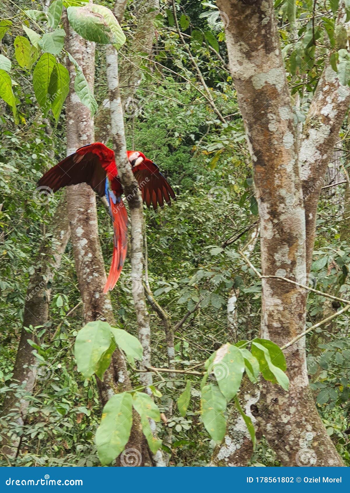 Wild Bird in a Tree of Jungle Stock Photo - Image of tree, wild: 178561802