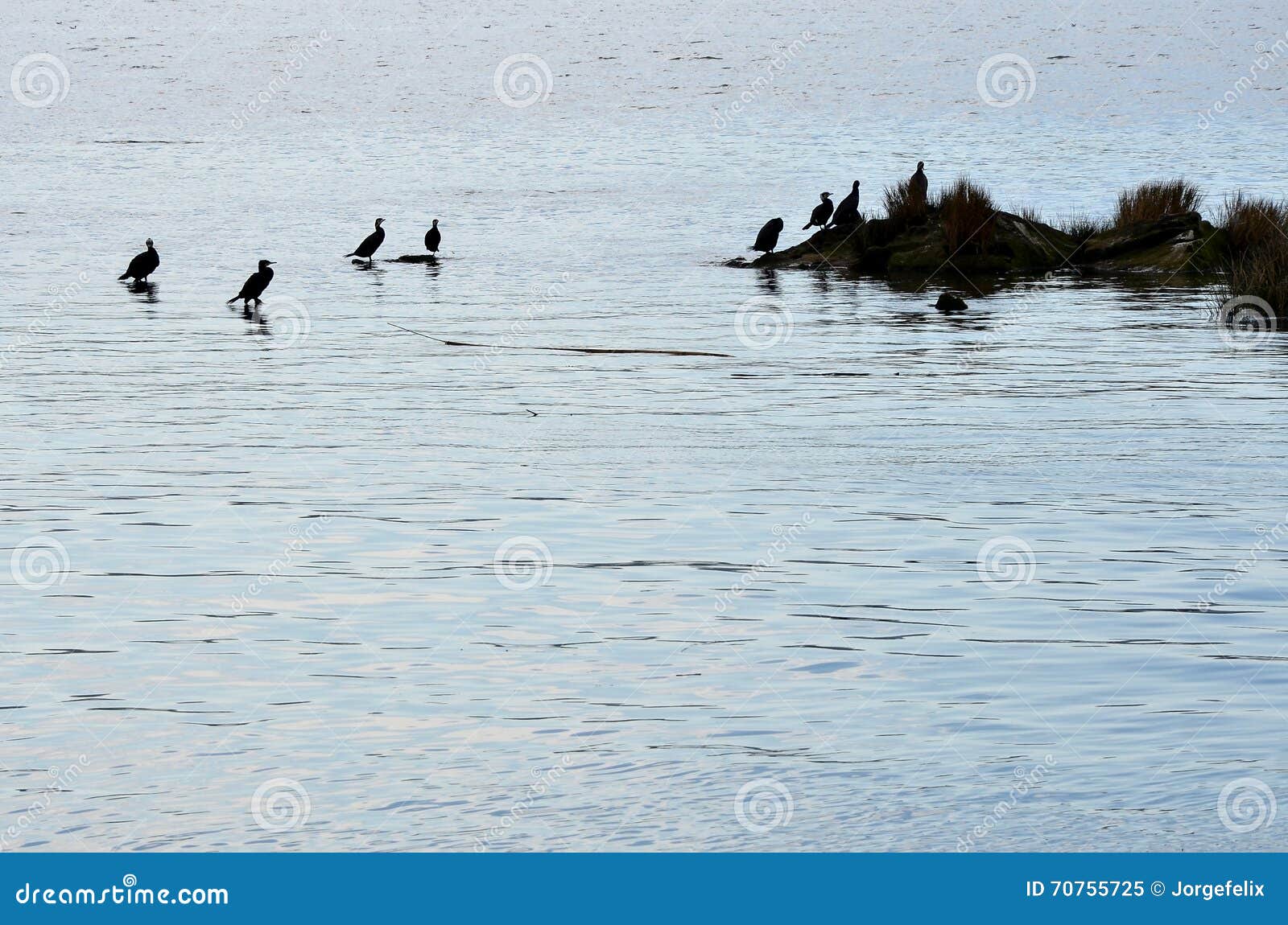 Wild Birds on the Banks of Douro River Stock Image - Image of ...