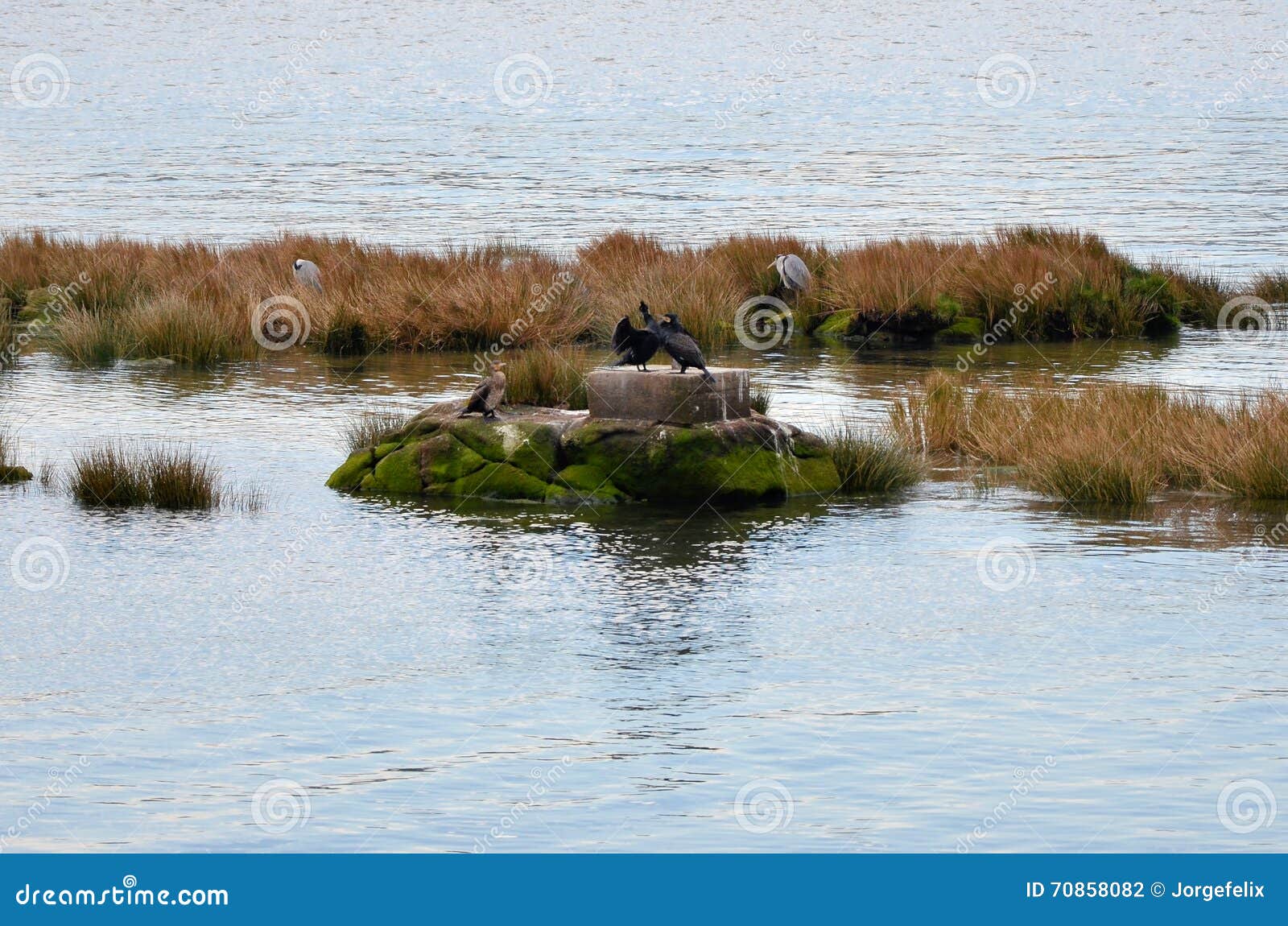 Wild Birds on the Banks of Douro River Stock Photo - Image of bird ...