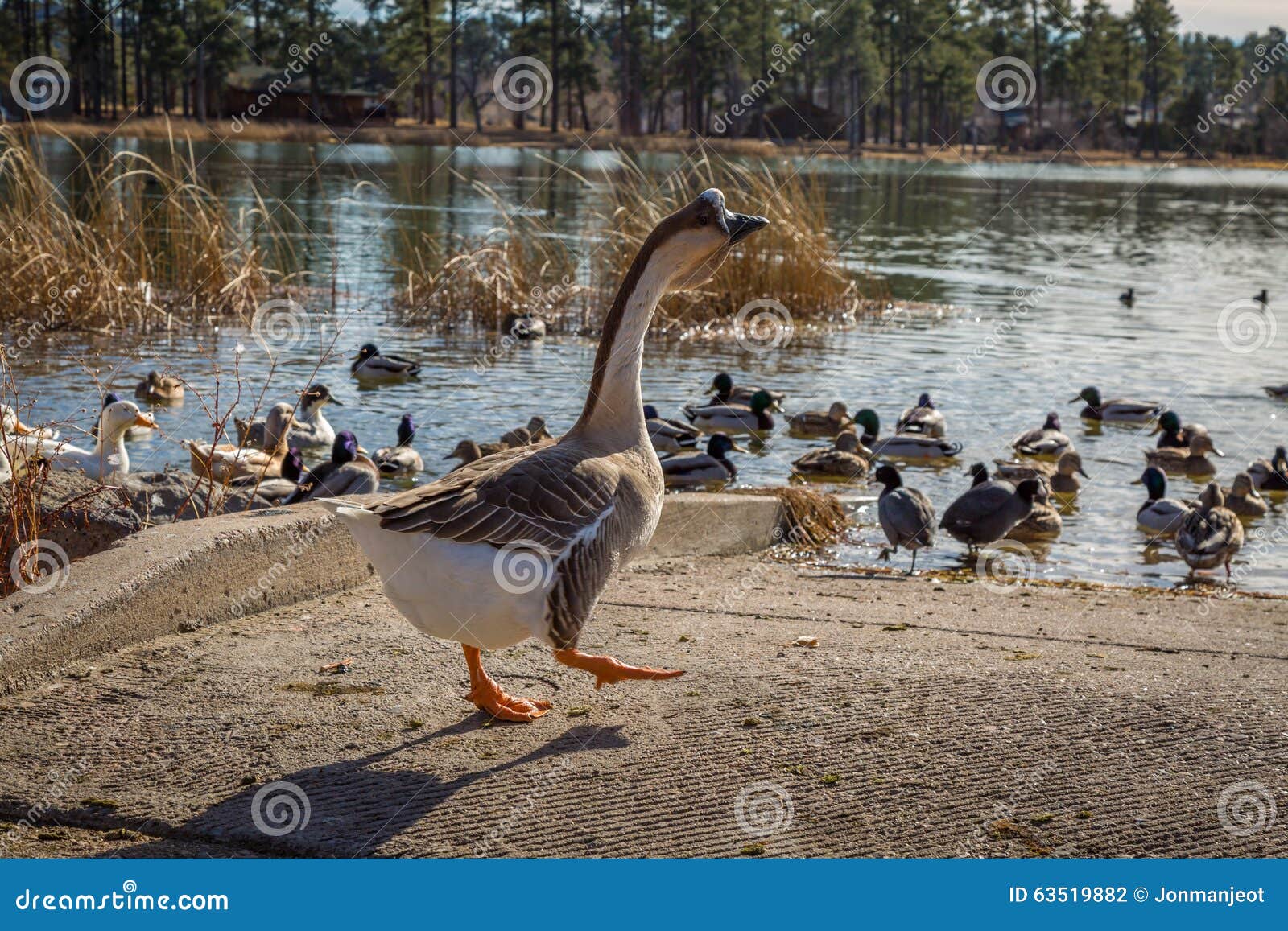 Wild Birds in the Fall Season. Stock Photo - Image of neck, duck: 63519882