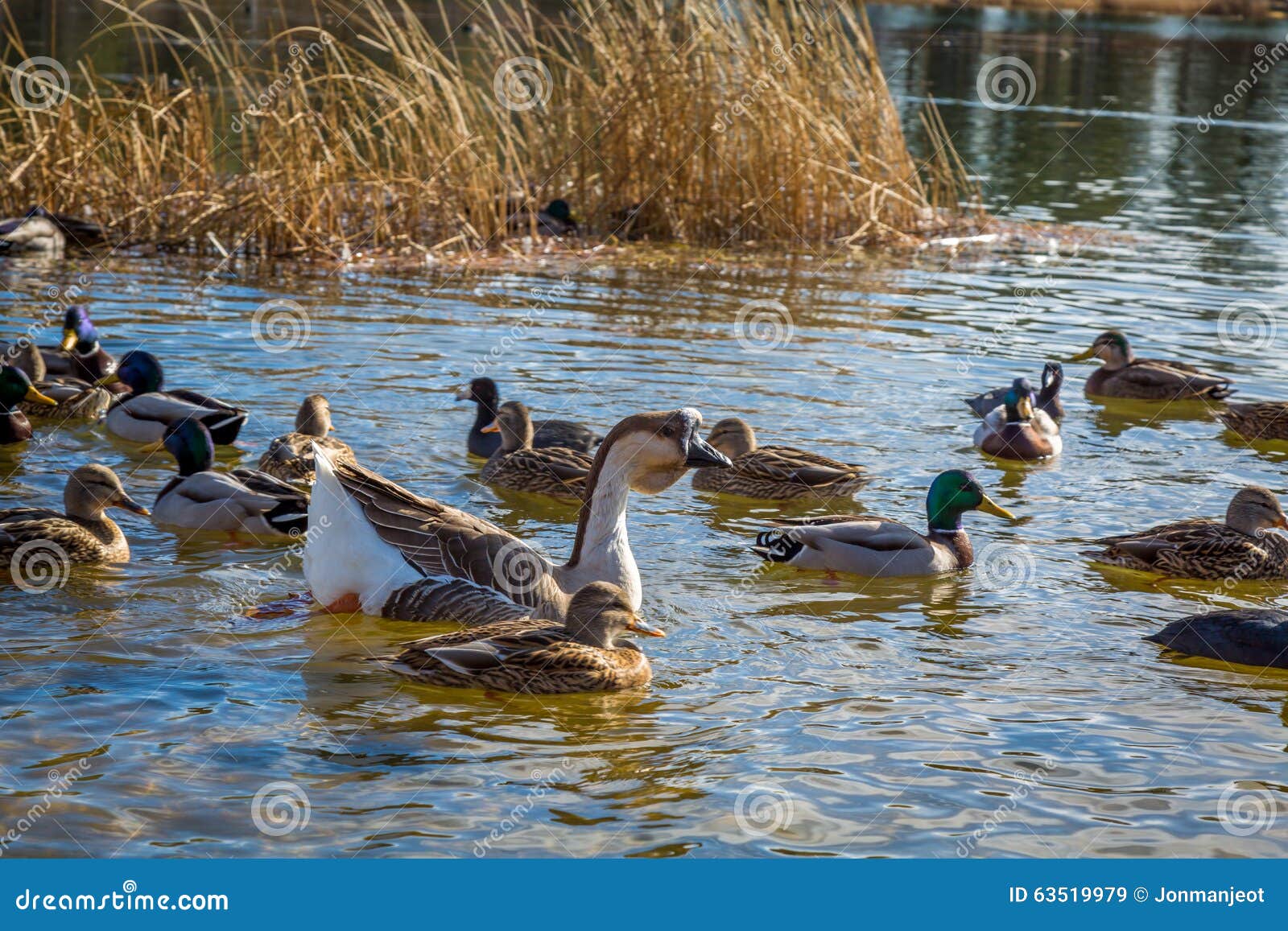 Wild Birds in the Fall Season. Stock Image - Image of nature, humming ...