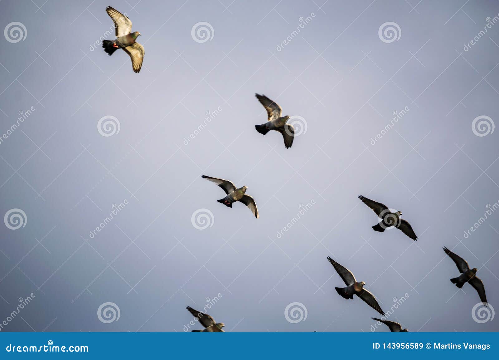 Wild Birds Flying High in the Sky Stock Image - Image of wild, portrait ...