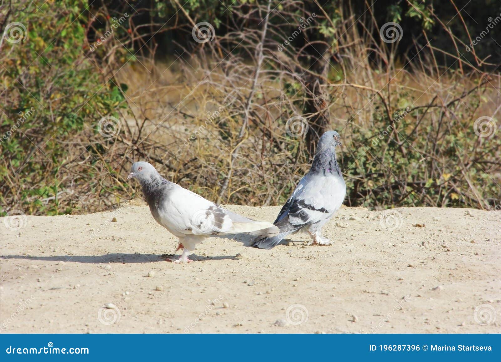 Wild Birds Pigeons Sit on the a Ground Stock Photo - Image of nature ...