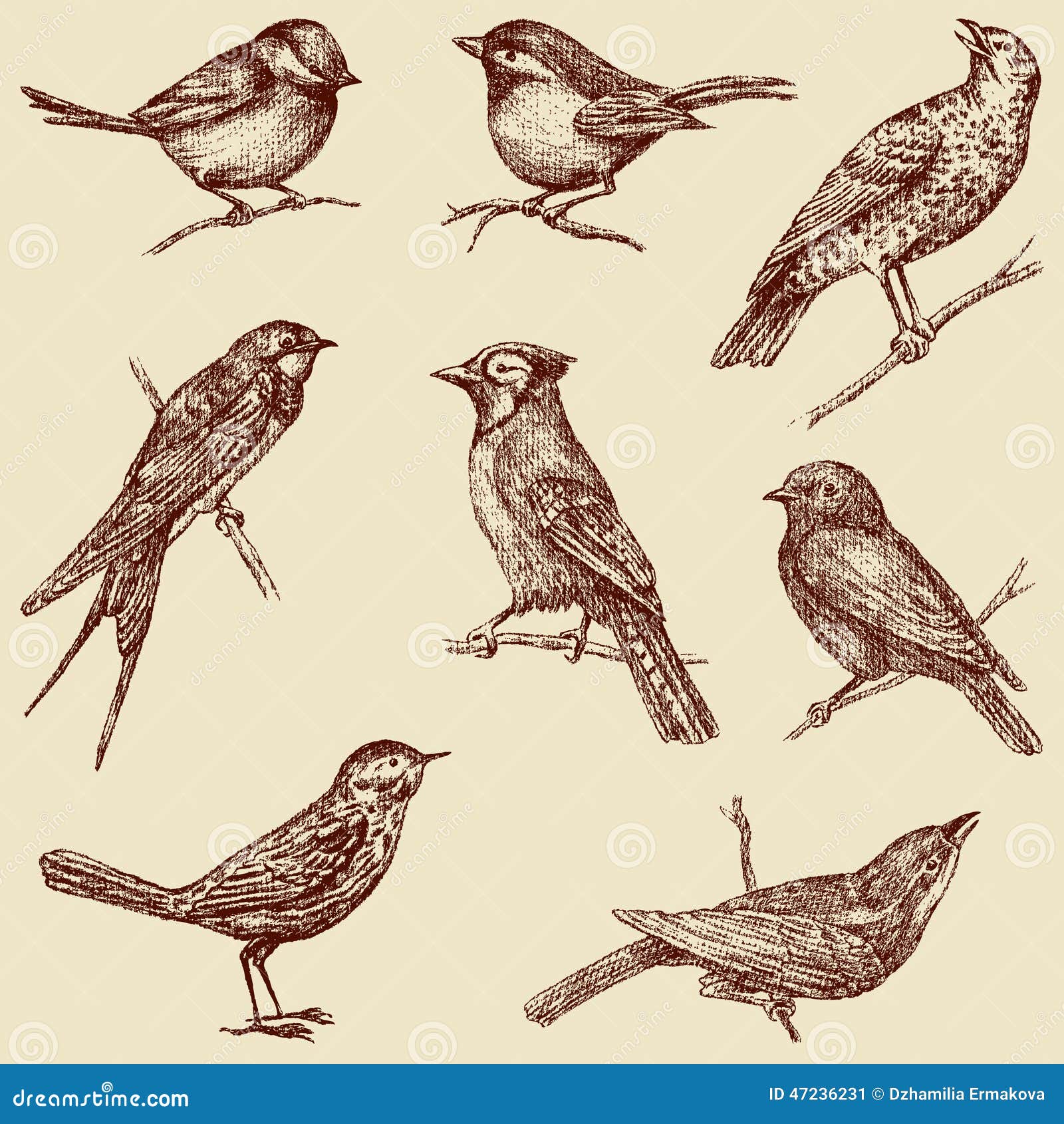 Wild birds stock vector. Illustration of sitting, outdoor - 47236231