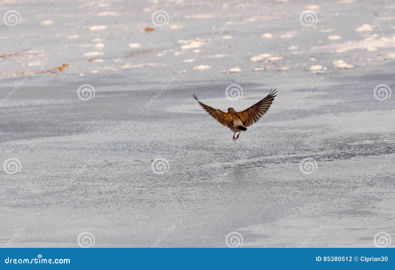 Wild birds winter on ice stock photo. Image of wild, black - 85380512