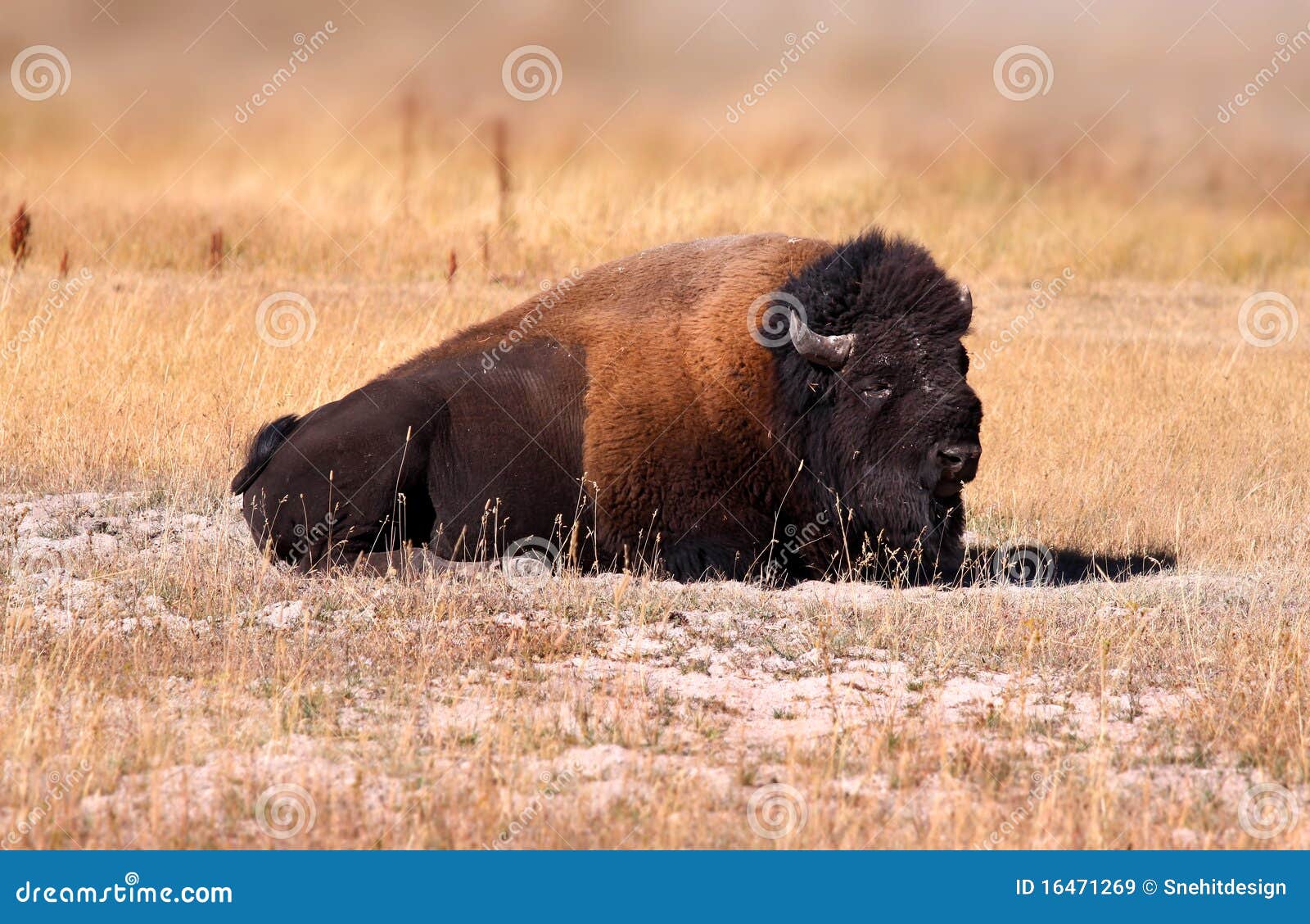 Wild Bison stock image. Image of grass, national, fight - 16471269