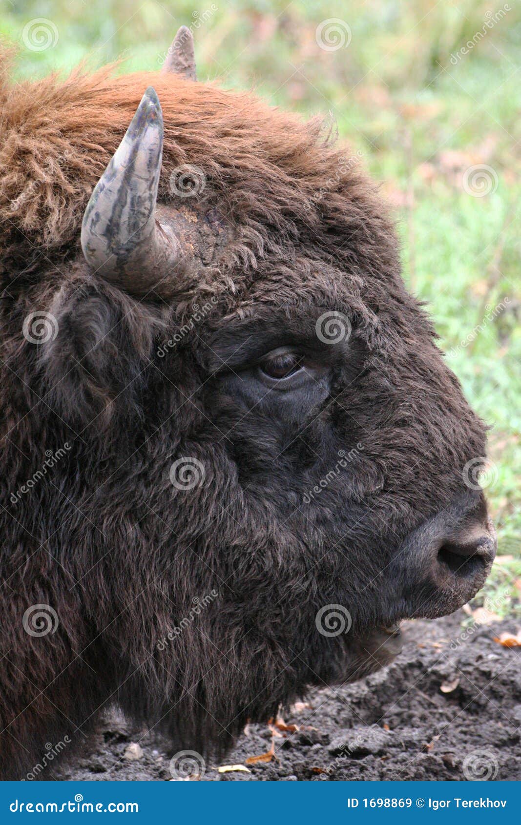 Wild bison stock image. Image of herbivorous, grass, exotic - 1698869