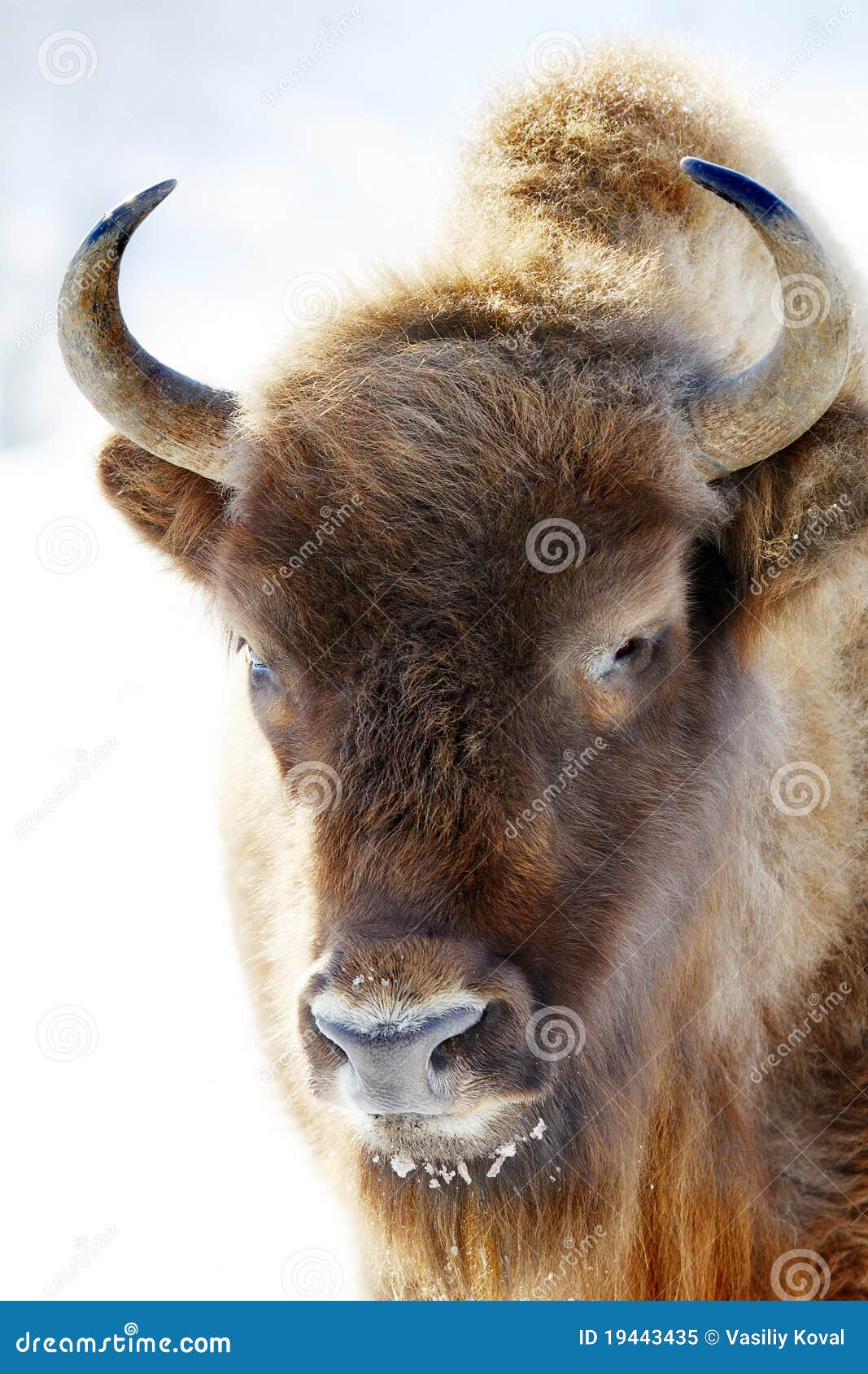 Wild bison stock image. Image of european, buffalo, nature - 19443435