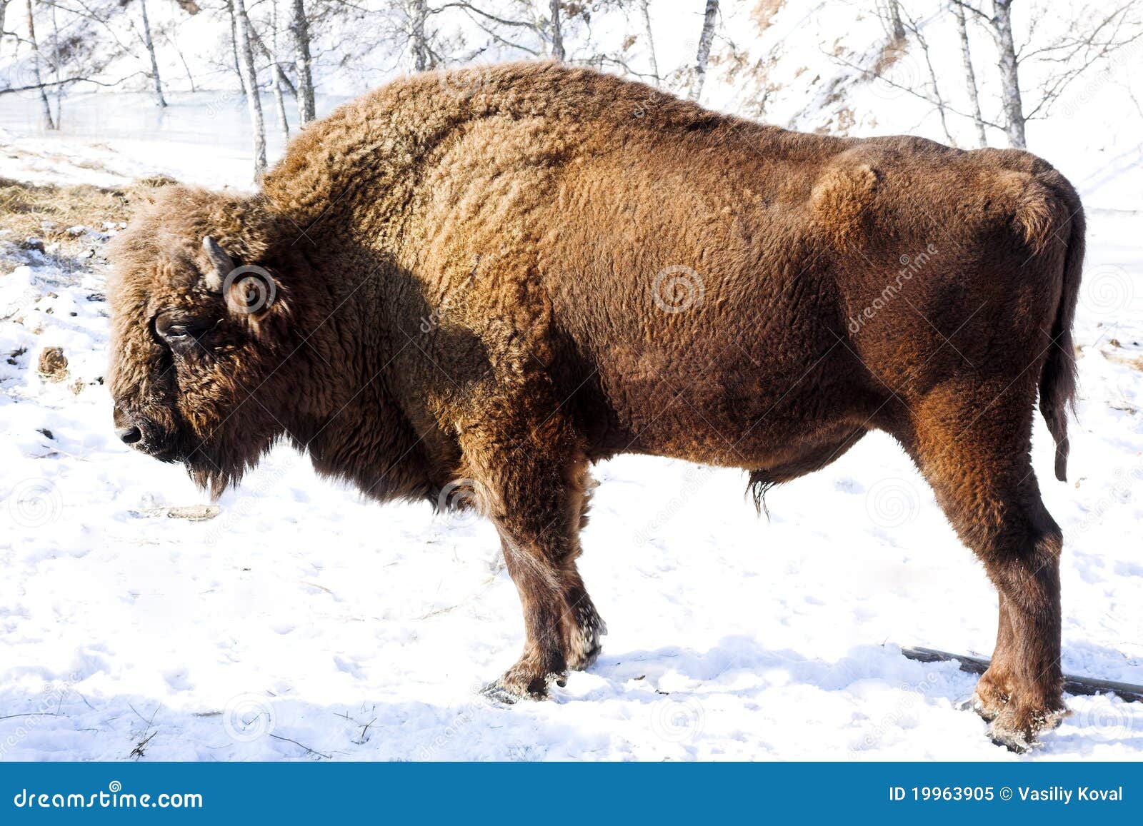 Wild bison stock image. Image of animal, snowy, bizon - 19963905