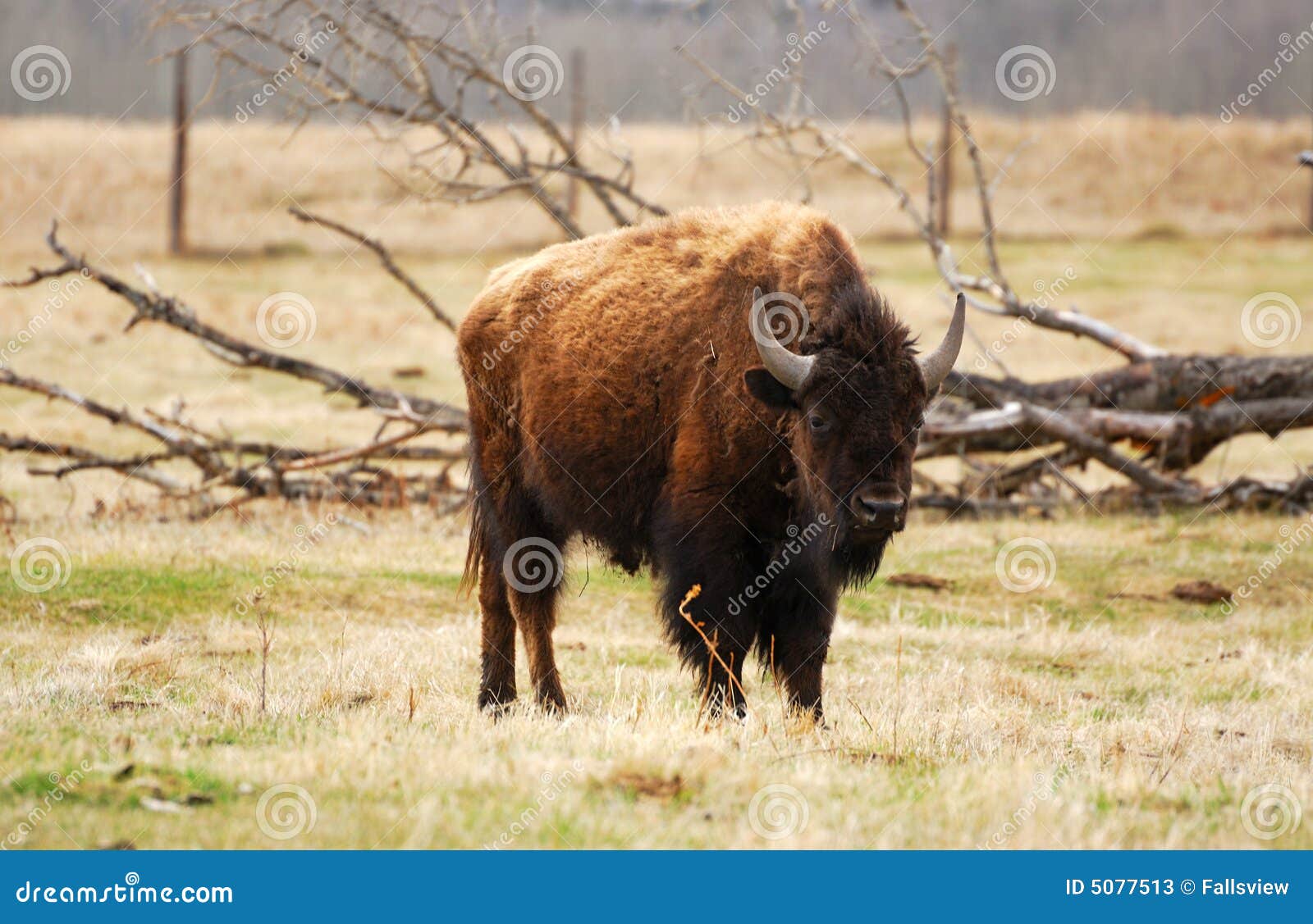 Wild bison stock image. Image of staring, grass, island - 5077513