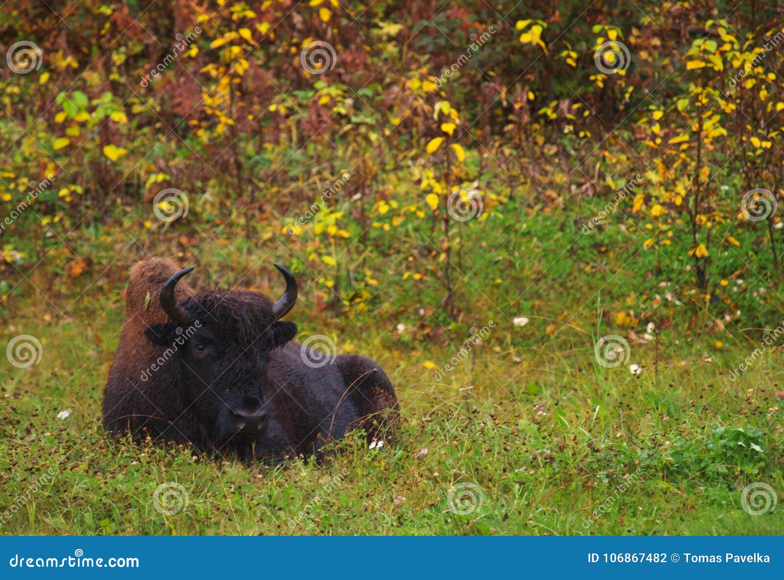 Wild bison resting stock photo. Image of bison, wild - 106867482