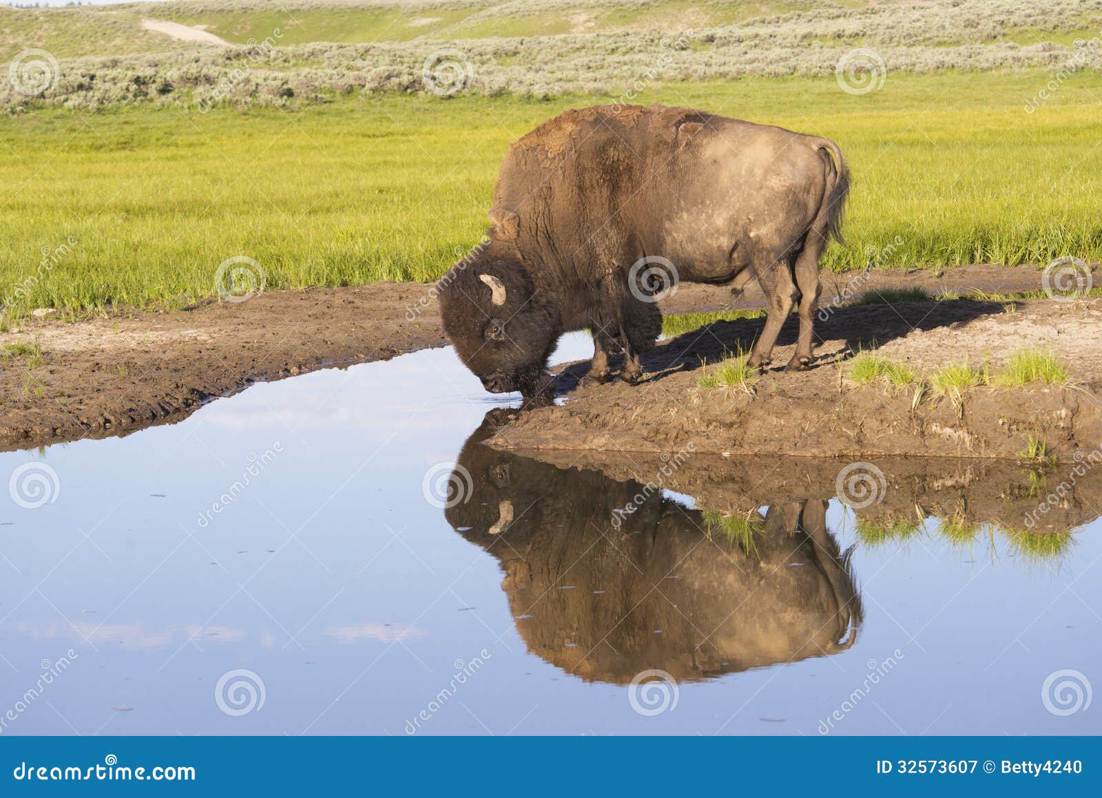 Wild Bison Drinking from a Clear Blue Lake. Stock Image - Image of ...