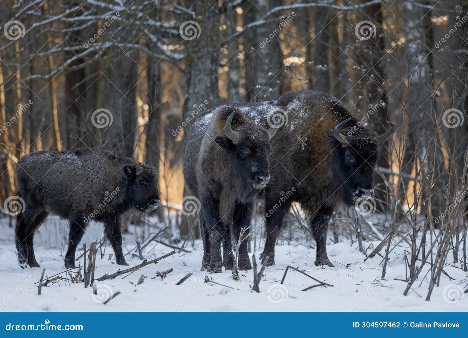 Wild Bison in a Forest Reserve Close-up with a Young Cub. Stock Photo ...