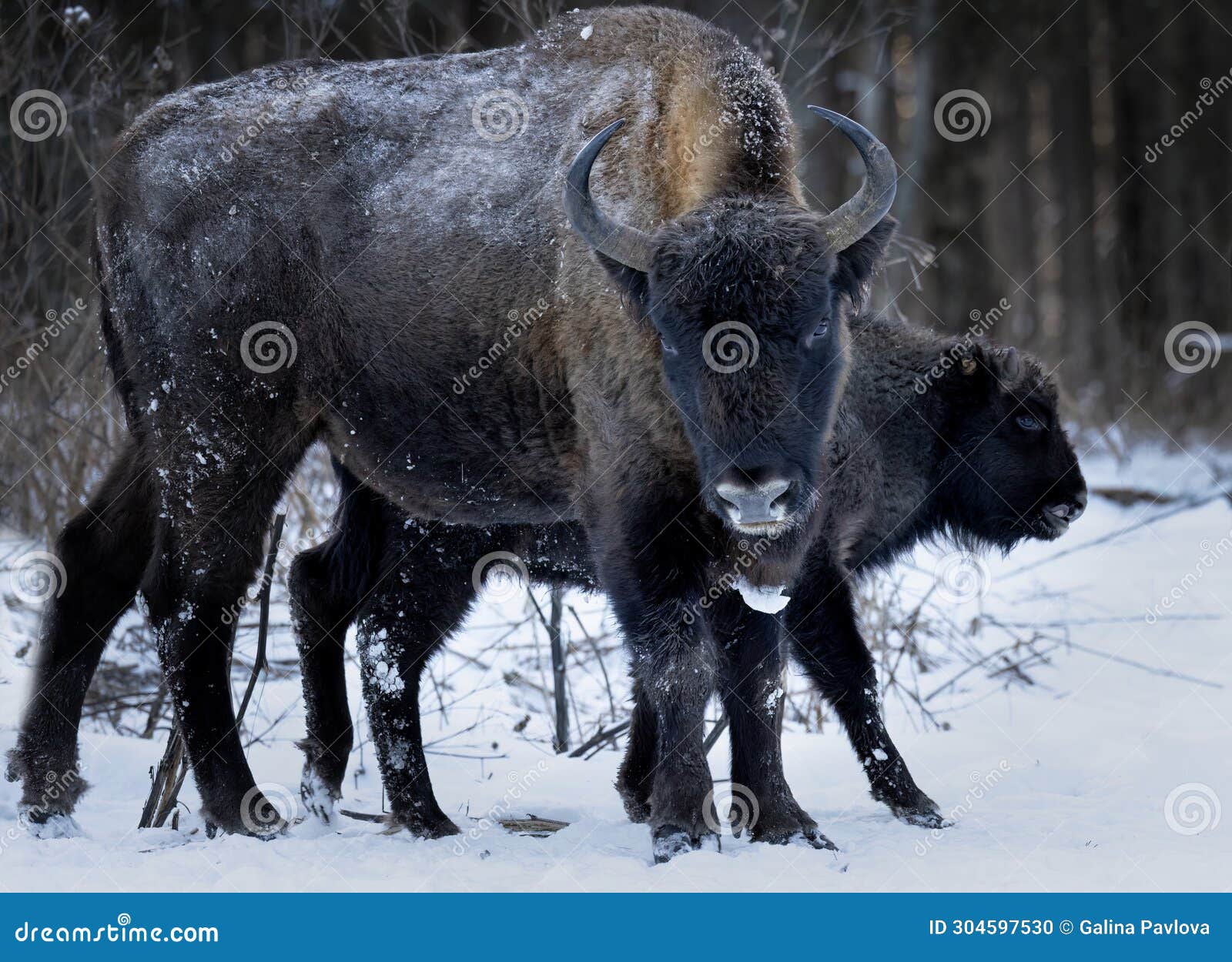 Wild Bison in a Forest Reserve Close-up with a Young Cub. Stock Photo ...