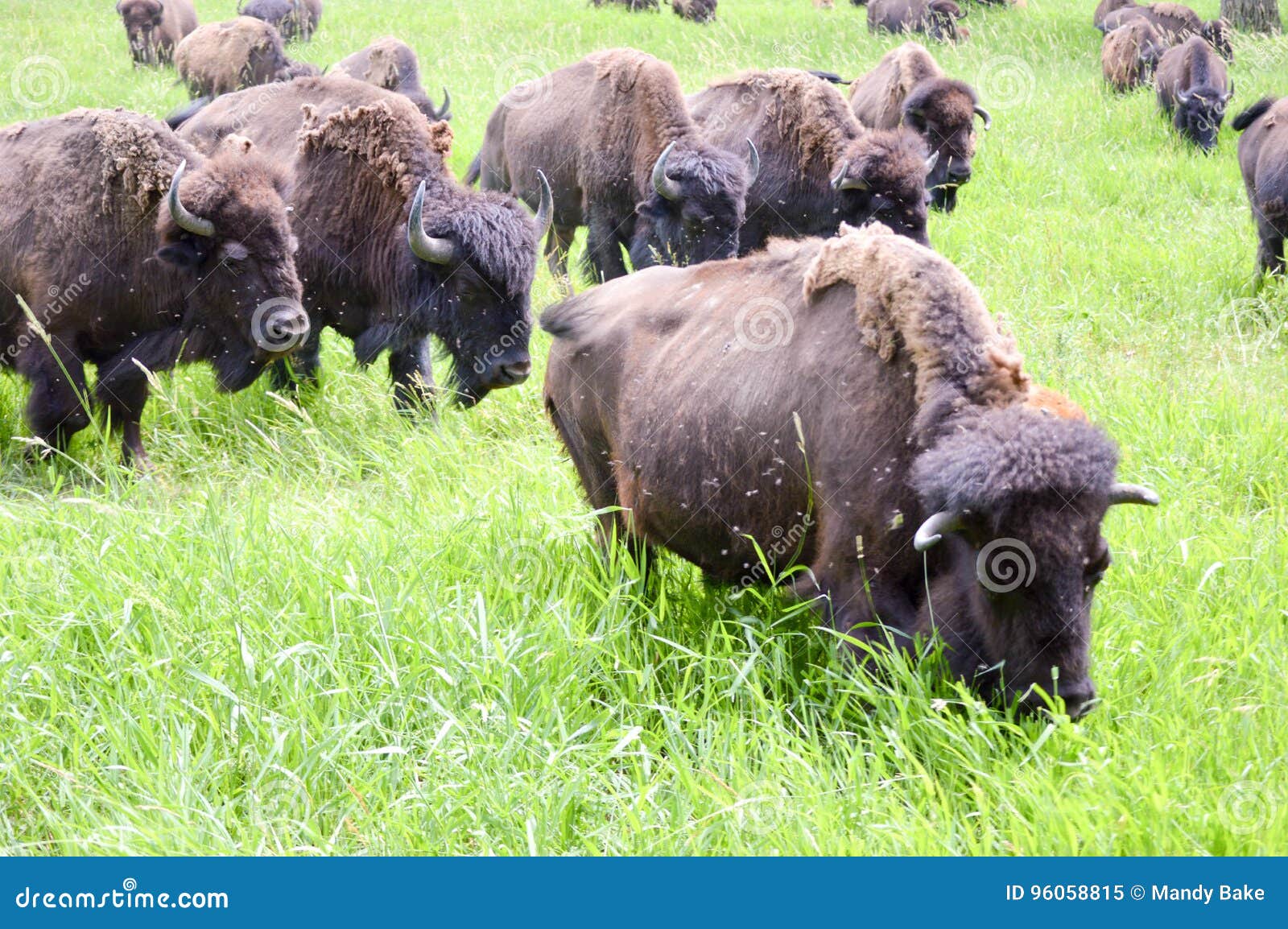 A Herd of Wild Bison Grazing in the Field Stock Image - Image of nature ...