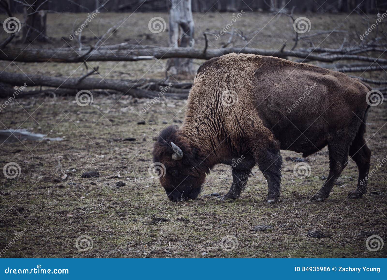 Wild bison grazing grass stock photo. Image of america - 84935986