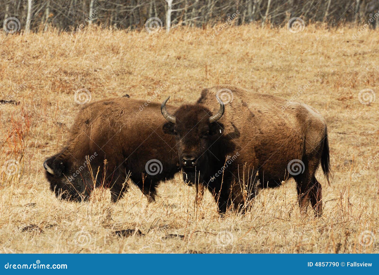 Wild bison herd stock photo. Image of ground, outdoor - 4857790