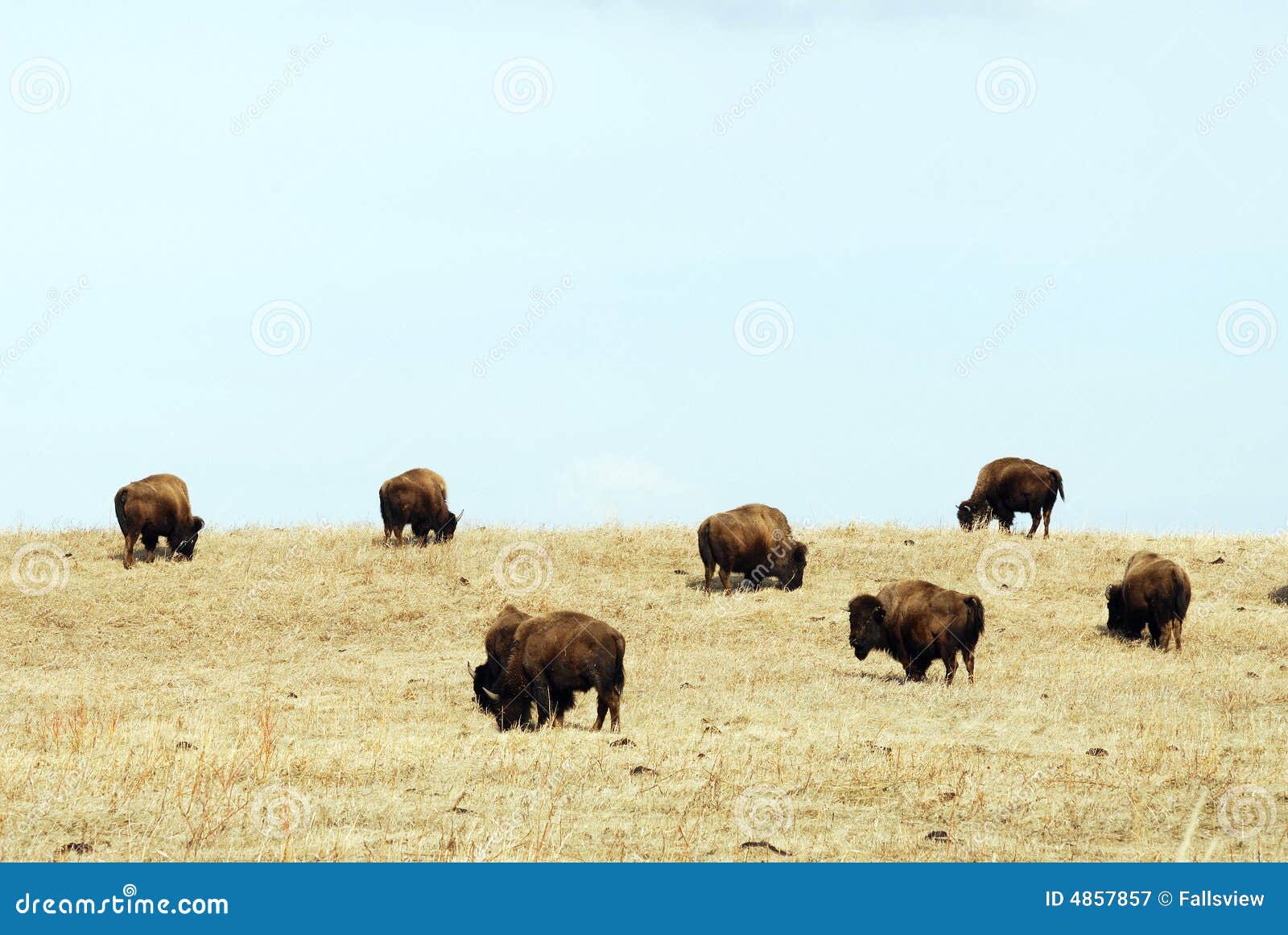 Wild bison herd stock image. Image of forests, flock, wander - 4857857
