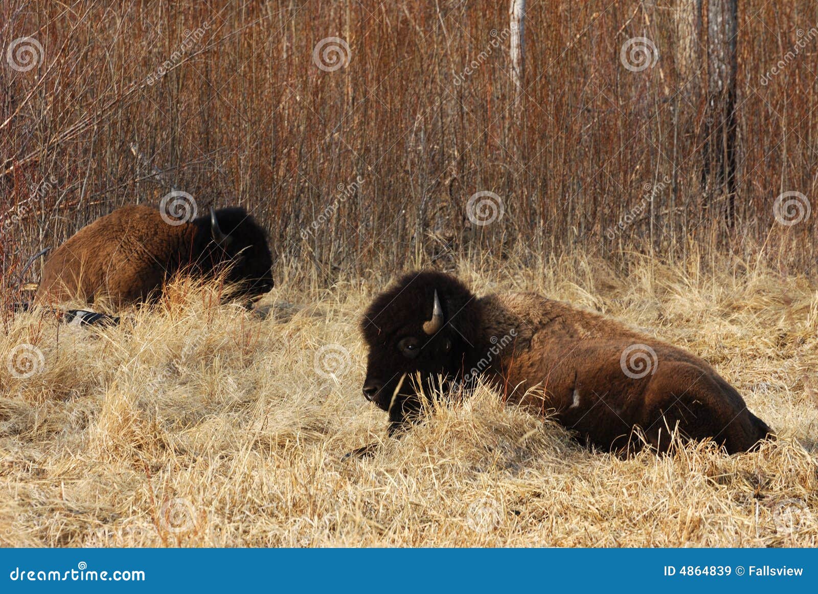 Wild bison herd stock image. Image of landscape, wander - 4864839