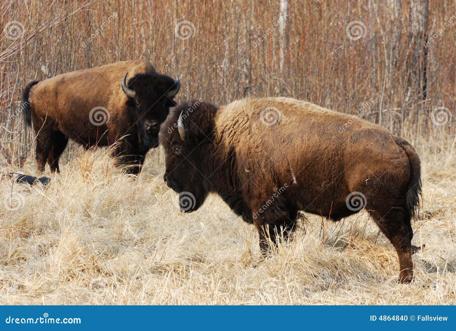 Wild bison herd stock photo. Image of group, national - 4864840
