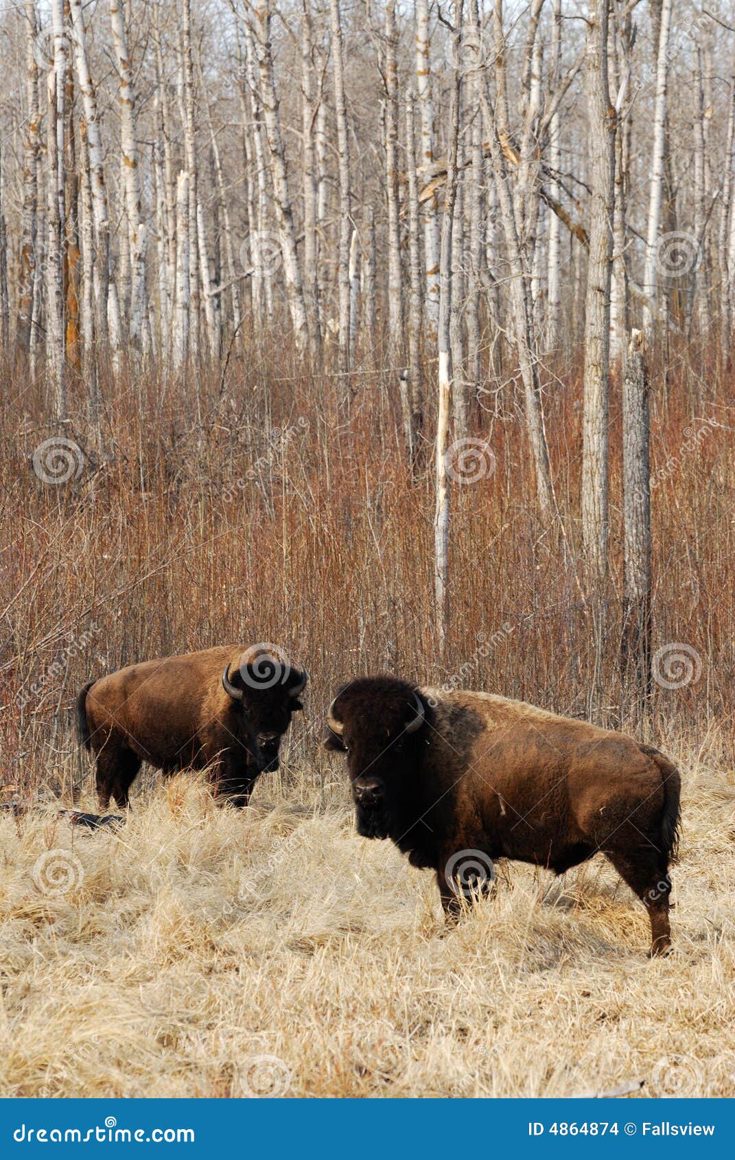 Wild bison herd stock photo. Image of national, spring - 4864874