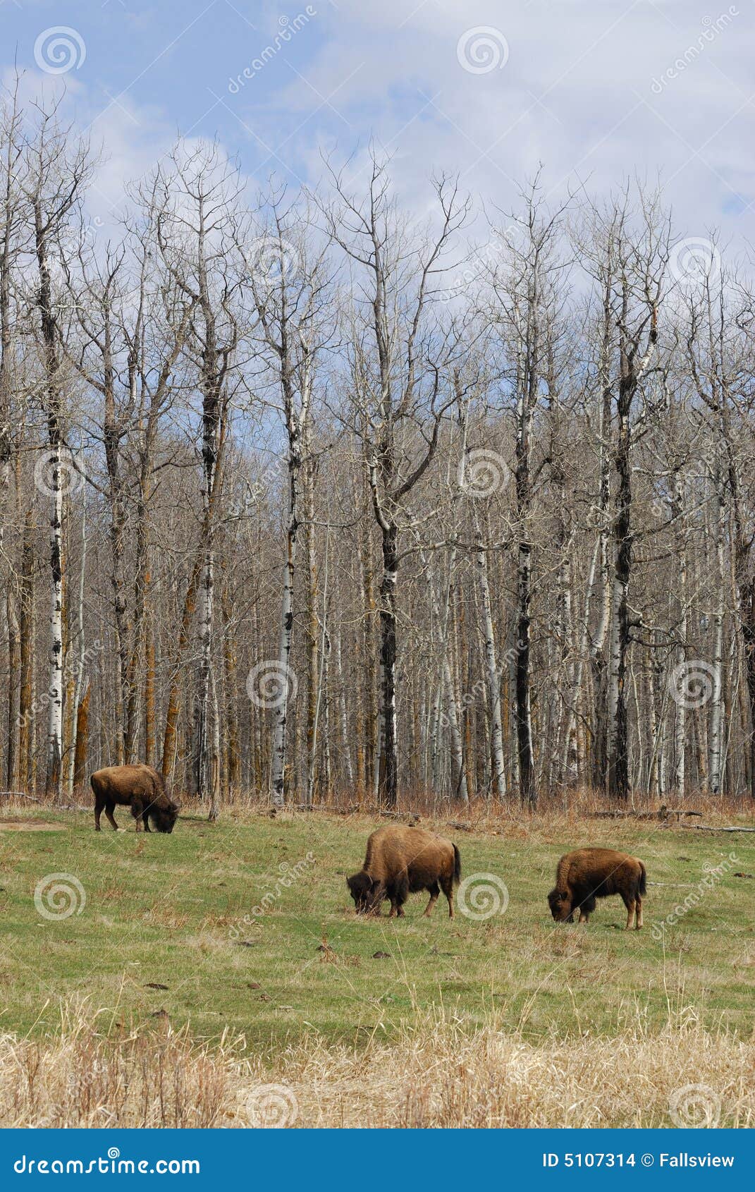 Wild bison herd stock photo. Image of island, family, bull - 5107314