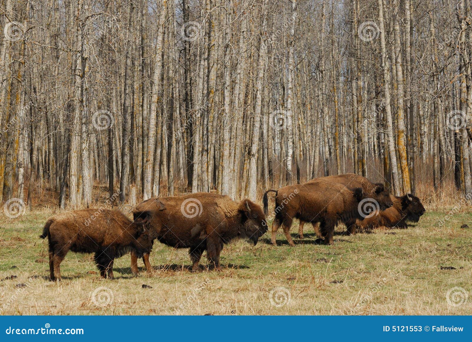 Wild bison herd stock image. Image of buffalo, bull, cattle - 5121553